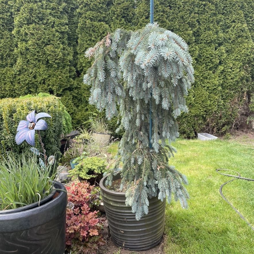 Weeping Evergreen Trees