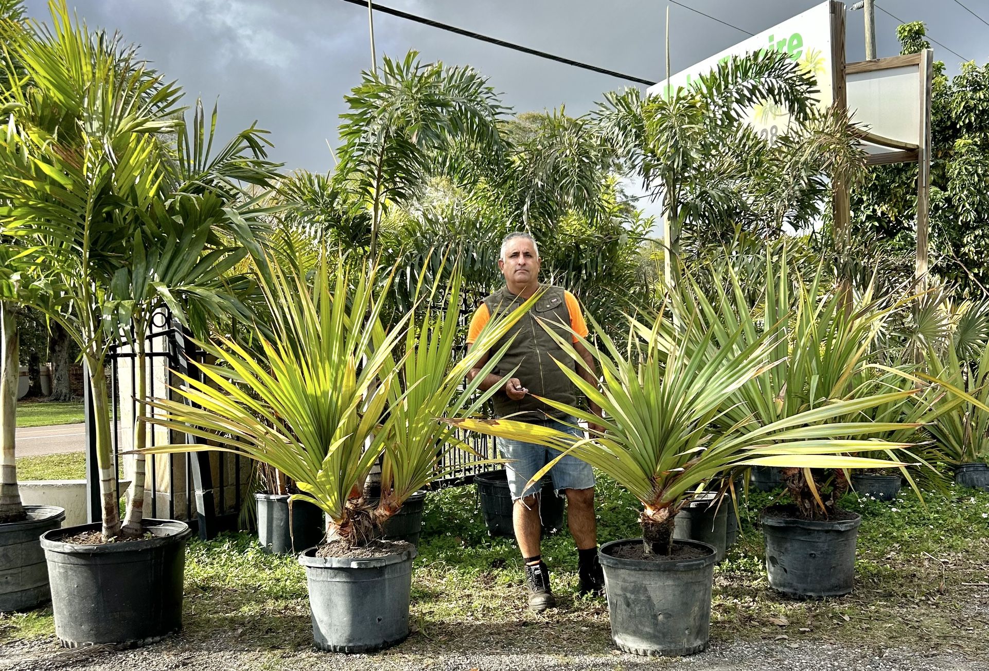 Pandanus Screw pines for Sale in Tampa, FL - OfferUp