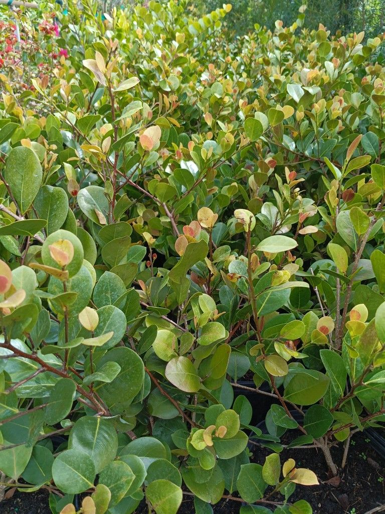 Cocoplum Privacy Hedge Plants 3gl $6 for Sale in Miami, FL - OfferUp
