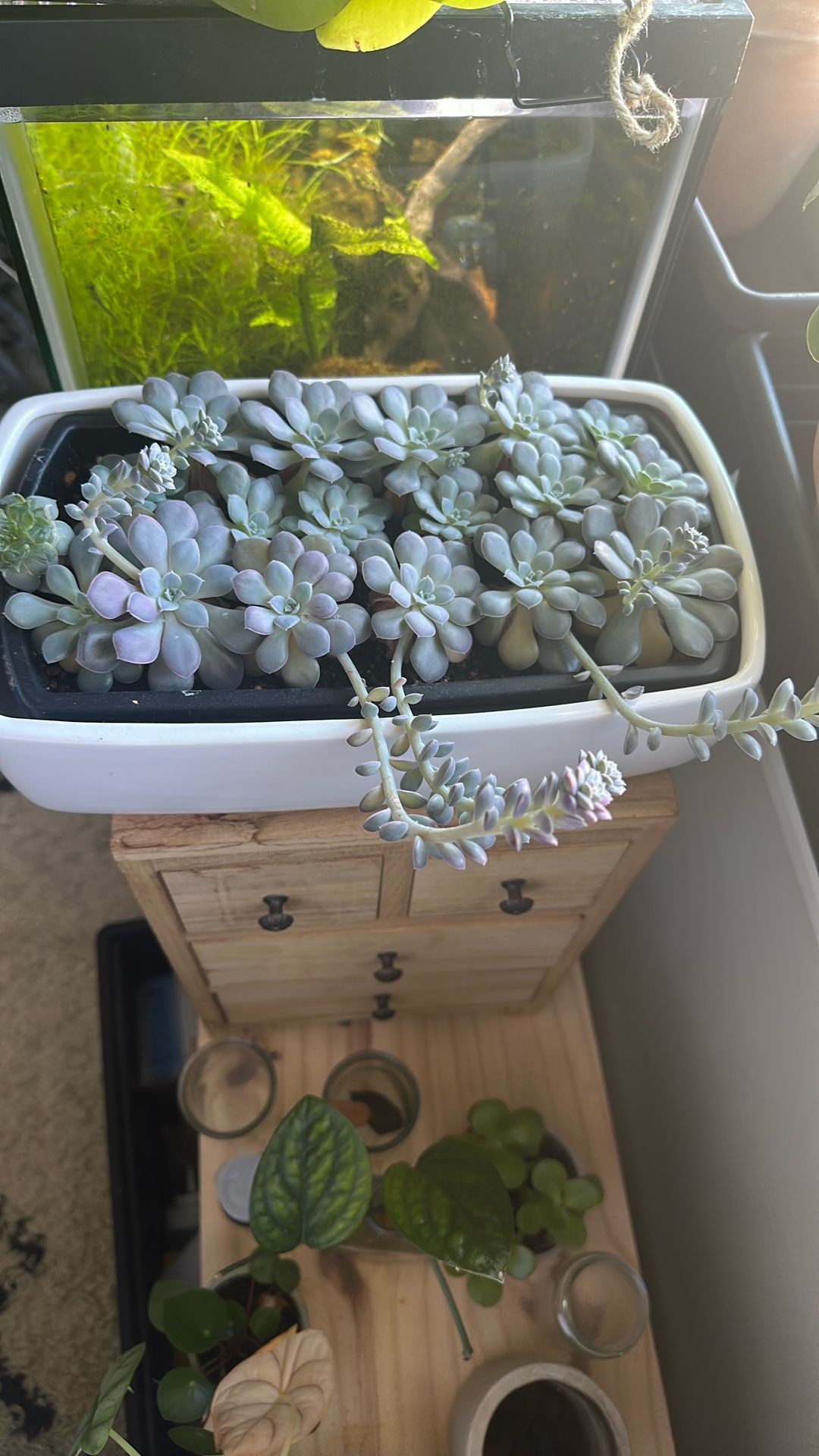 Suculent In White Ceramic Container for Sale in Bothell, WA - OfferUp