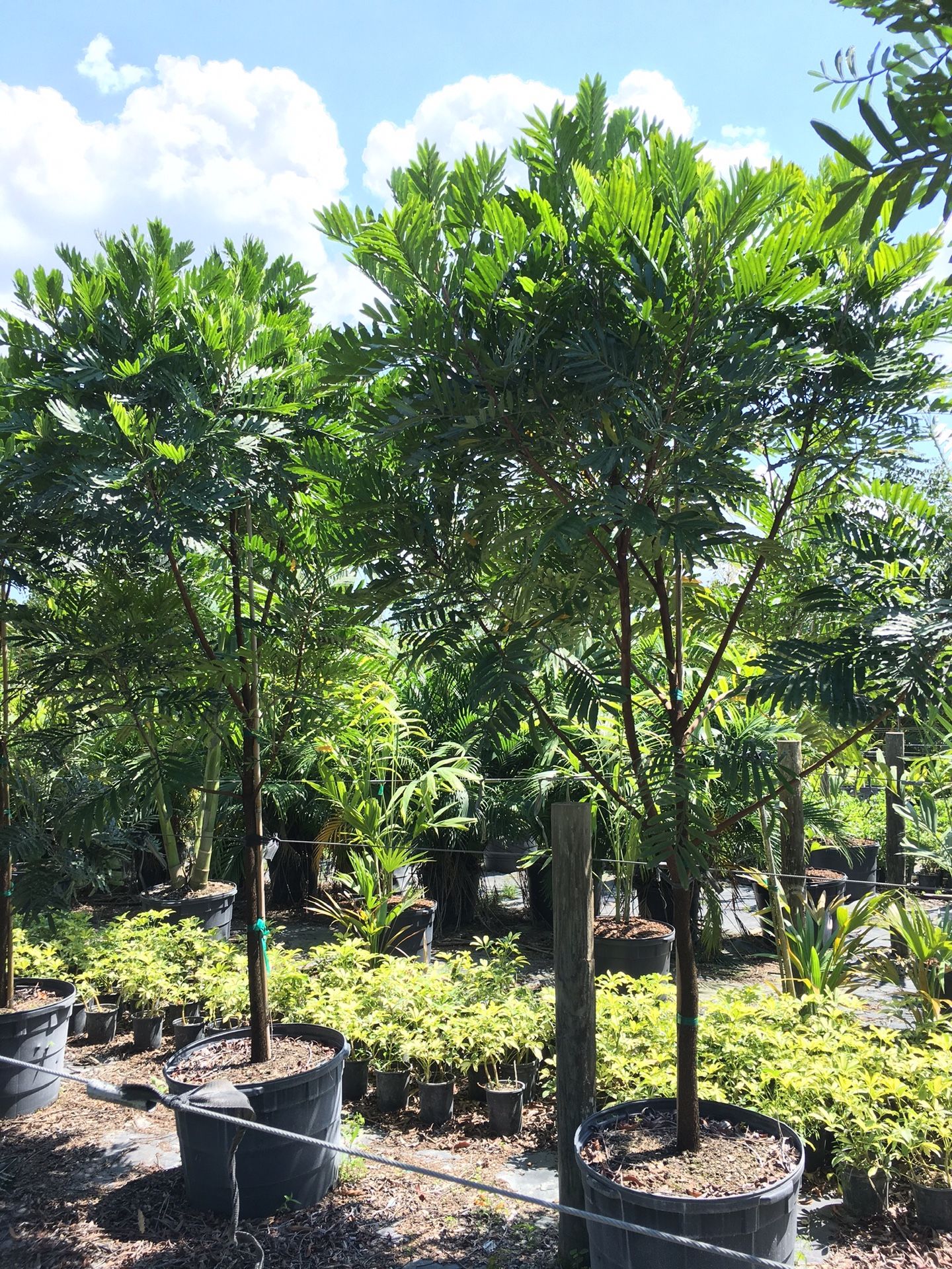Japanese fern trees for Sale in Miami, FL - OfferUp