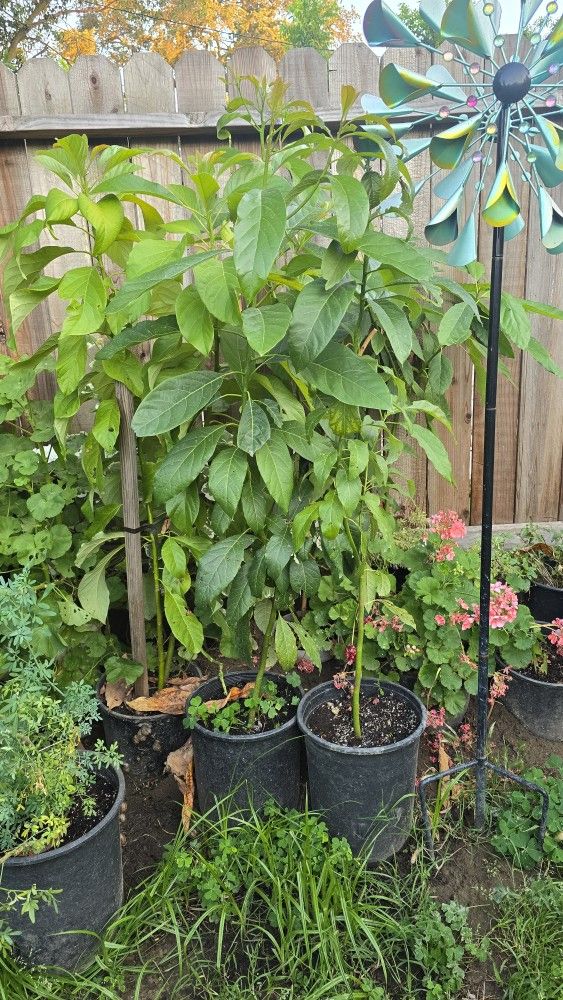 Avocado Tree for Sale in Modesto, CA - OfferUp
