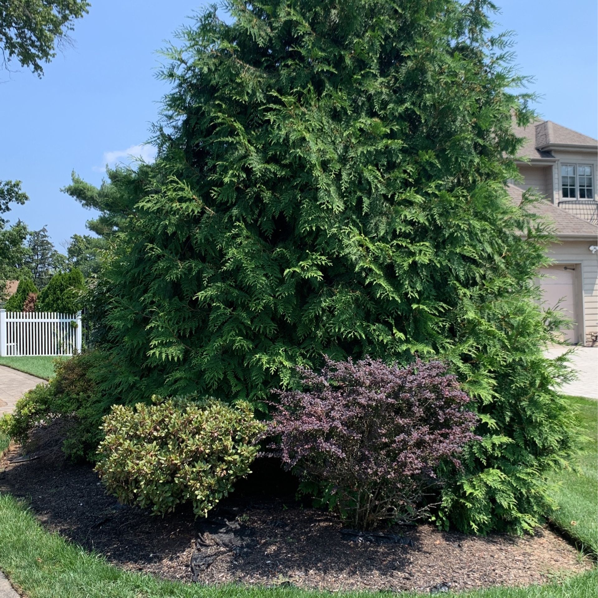 Shrubs FREE !! for Sale in Fairfield, NJ - OfferUp