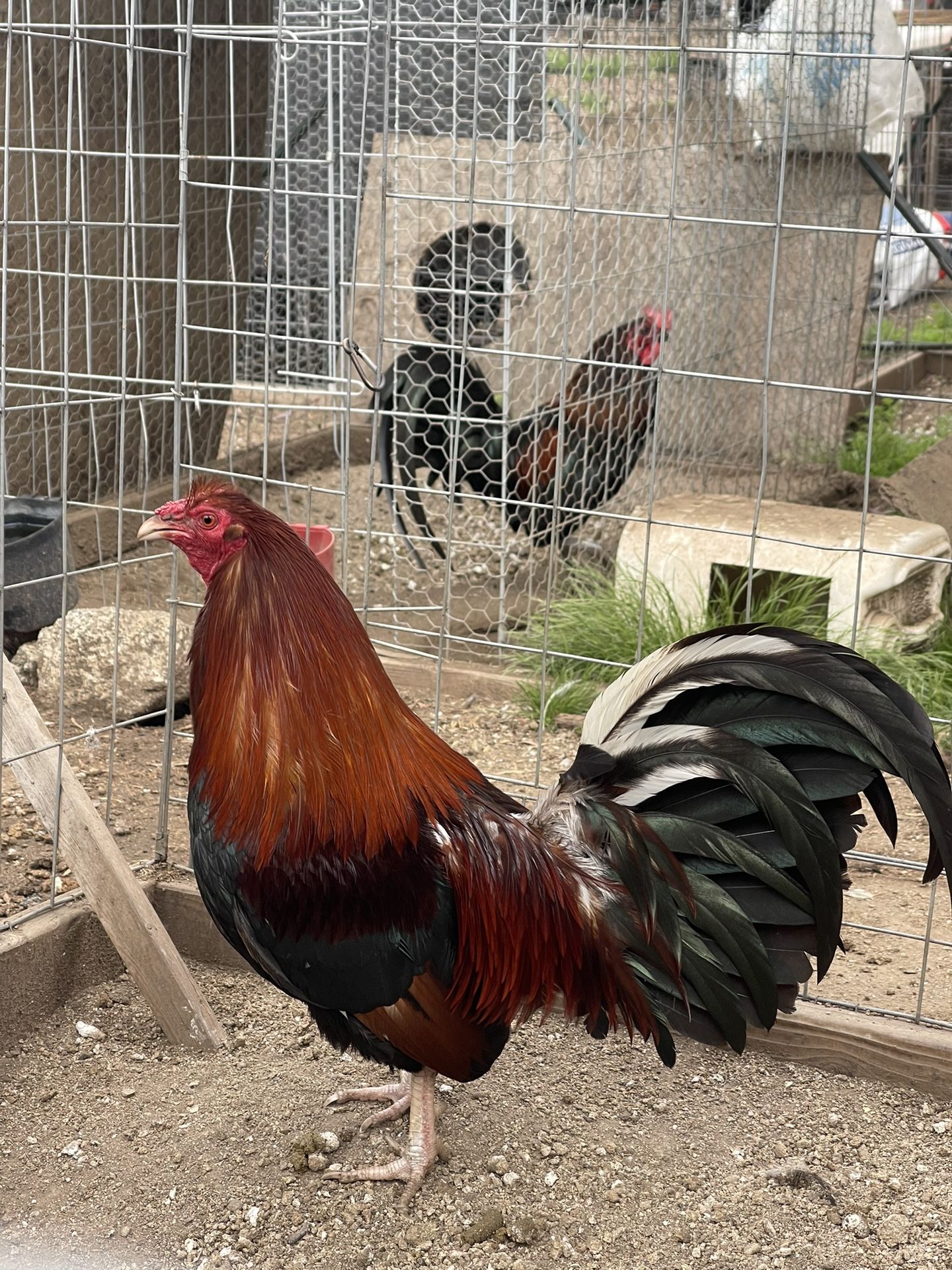 Grey Hatch Gamefowl