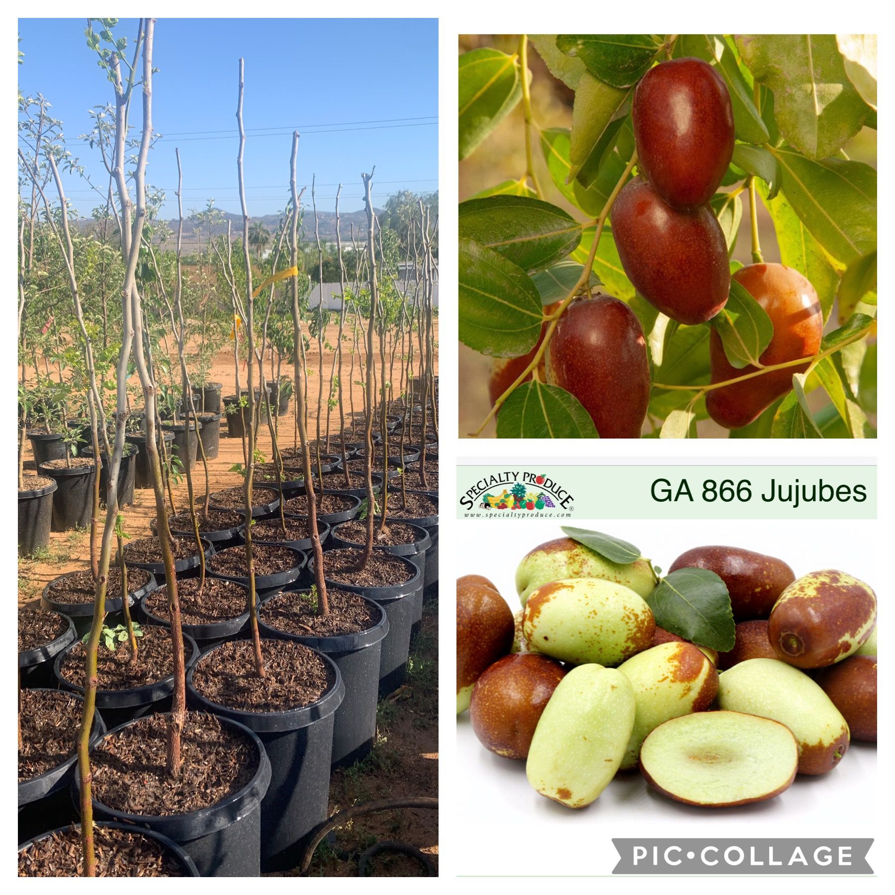 Silverhill Jujube Tree For Sale at William Deas blog