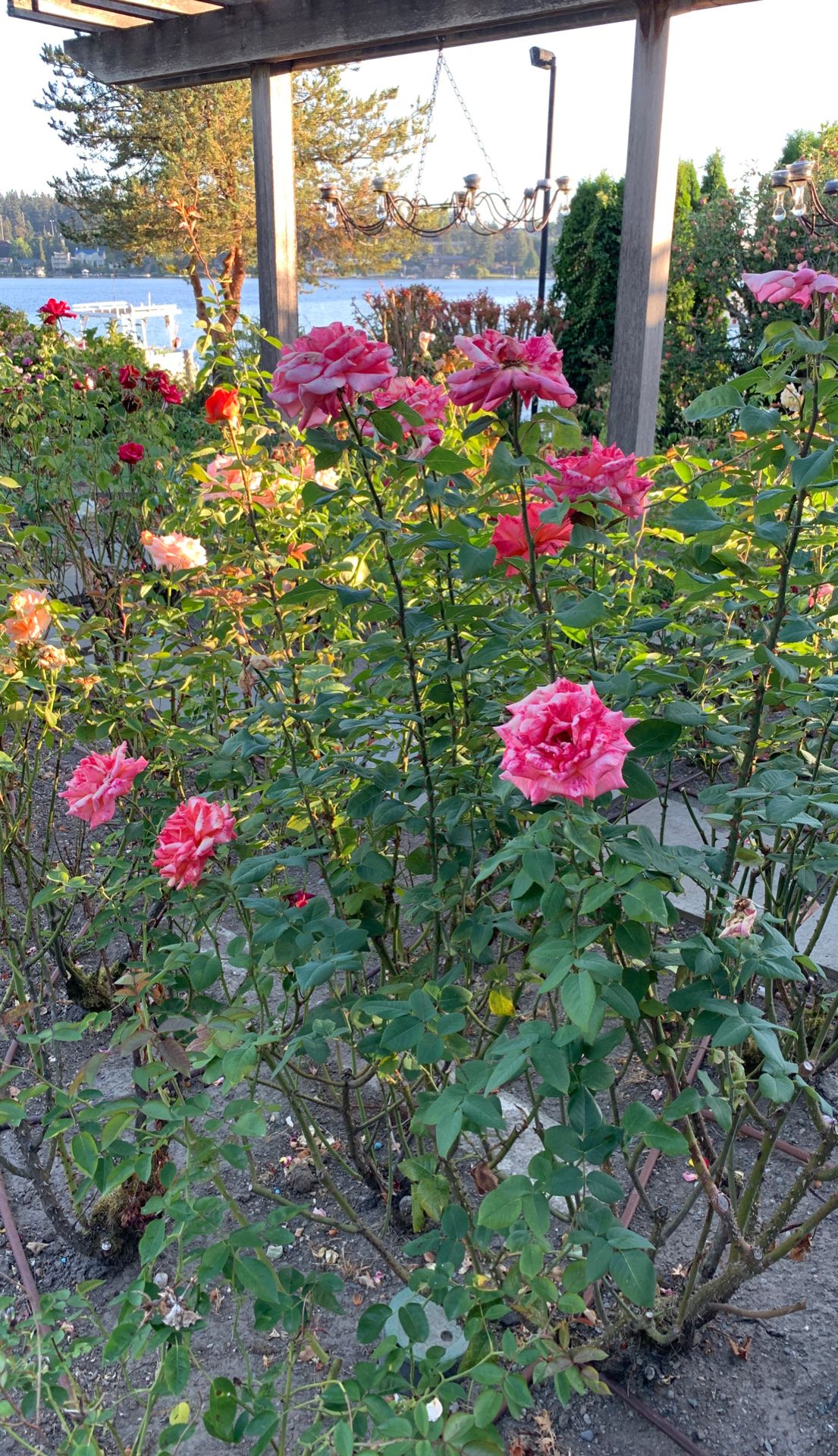 Rose bushes for Sale in Bellevue, WA - OfferUp