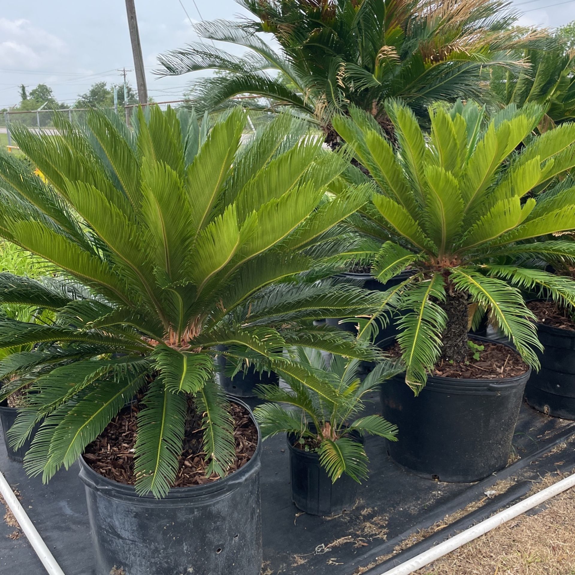 Sago Palms - Various sizes for Sale in Alvin, TX - OfferUp