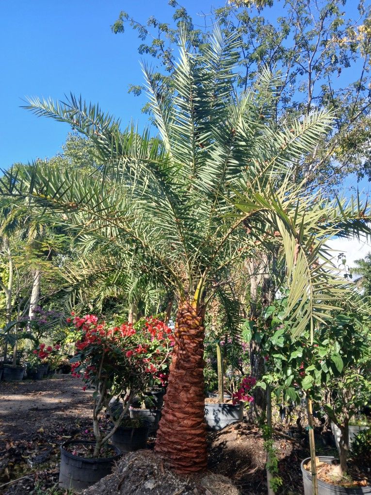 Sylvester Palm Tree 200 Per Ft Of Trunk For Sale In Miami Fl Offerup