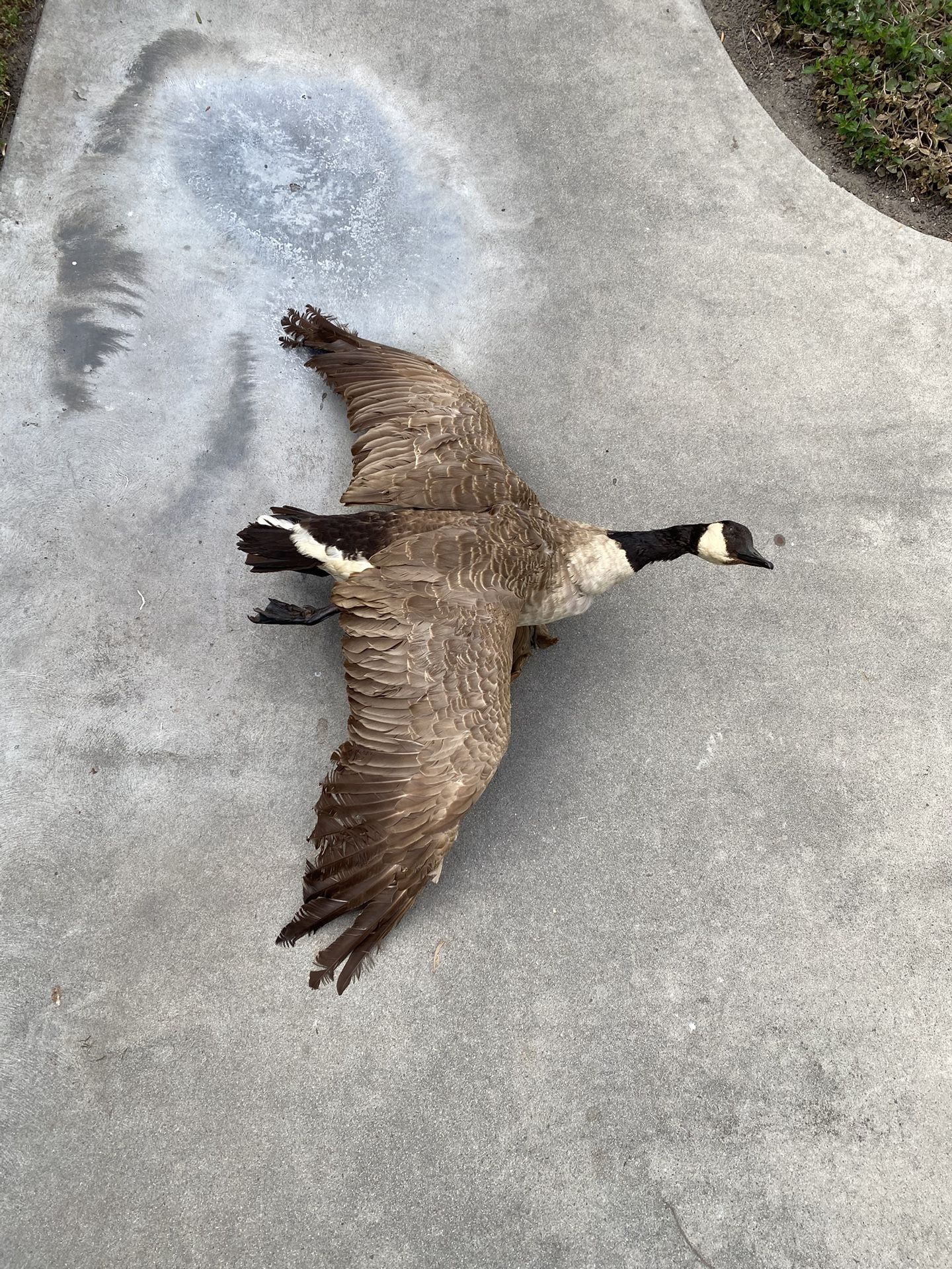 Canadian Goose Taxidermy In Flight for Sale in Brea, CA - OfferUp