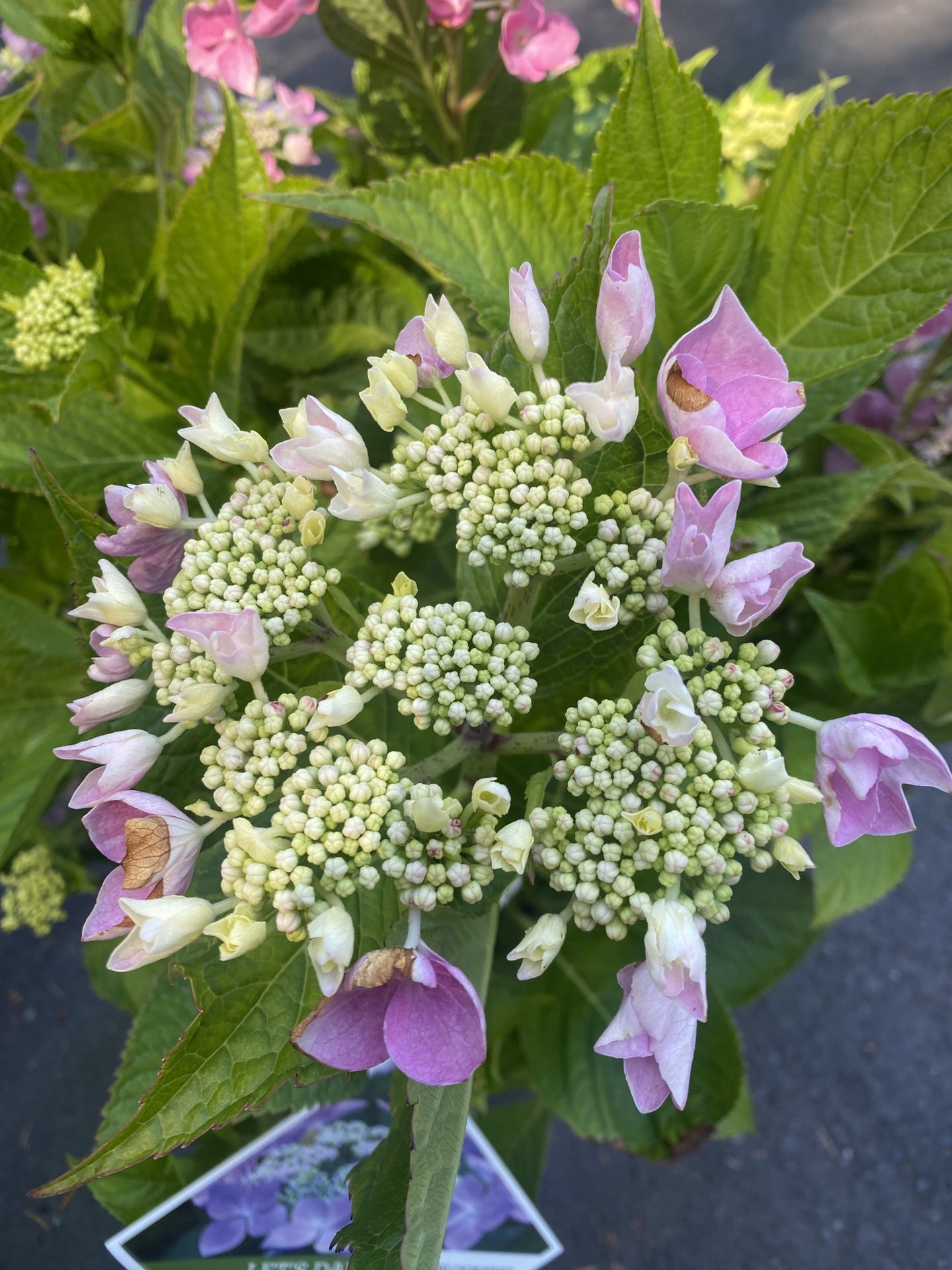 ‘Let’s Dance Starlight’ Hydrangea Bushes for Sale in Puyallup, WA - OfferUp