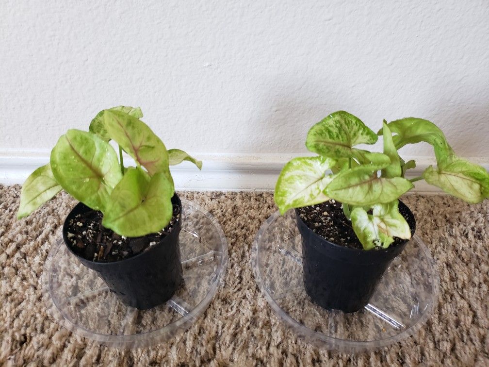 Syngonium Podophyllum Mini Pixie for Sale in Scottsdale, AZ - OfferUp