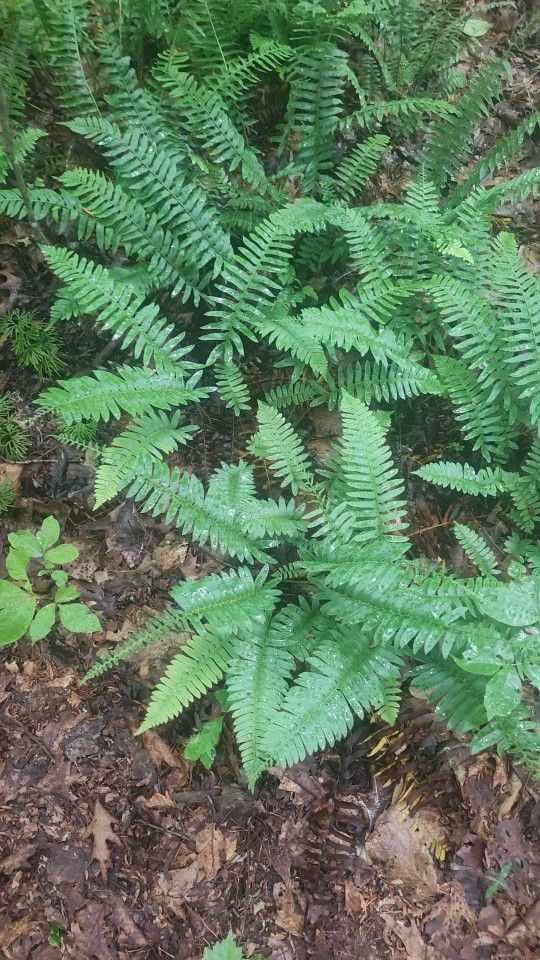 Ferns $3 Or 10 For $20 for Sale in Asheboro, NC - OfferUp