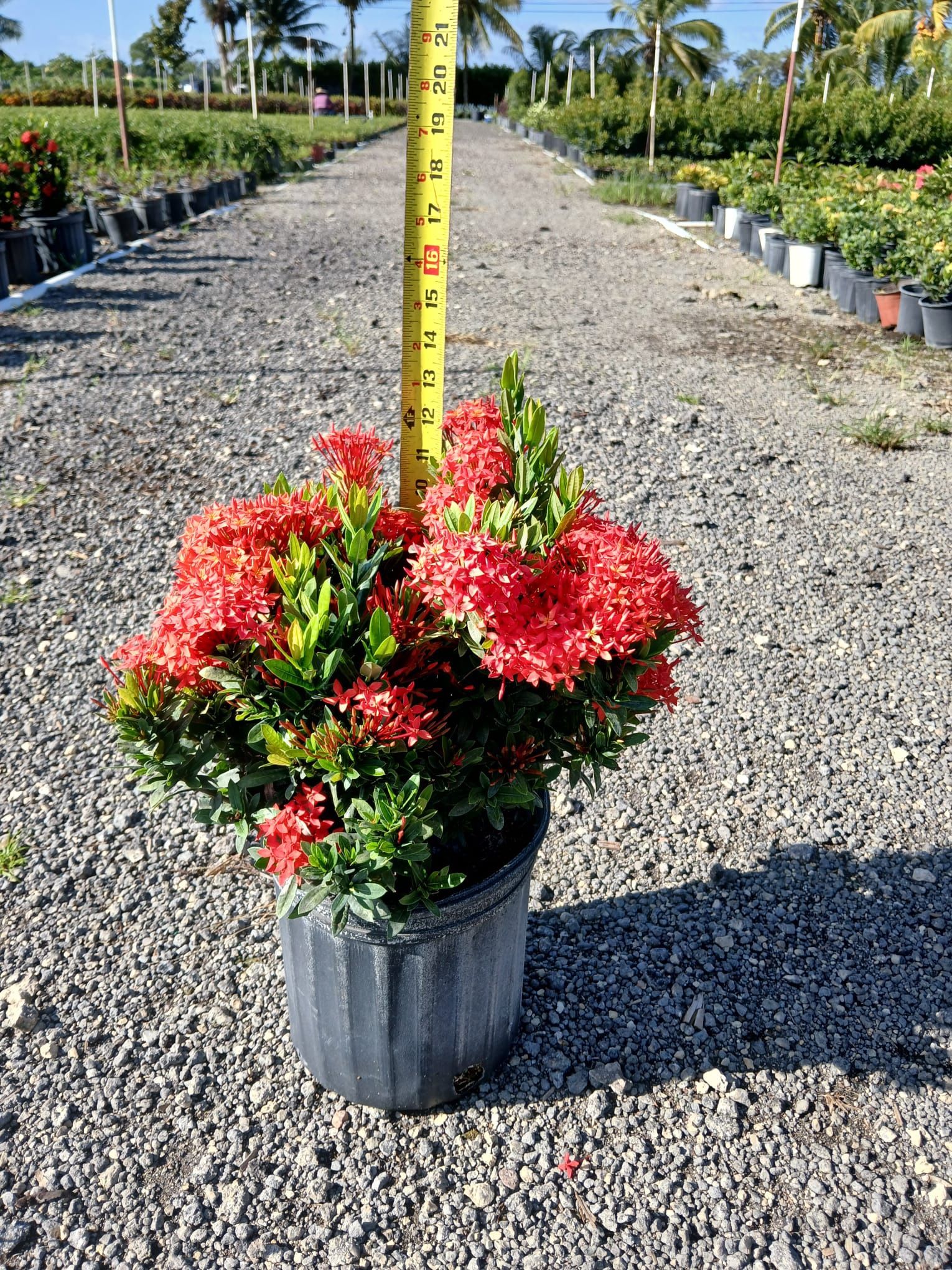 Ixora Taiwanensis Yellow 3G for Sale in Miami, FL - OfferUp