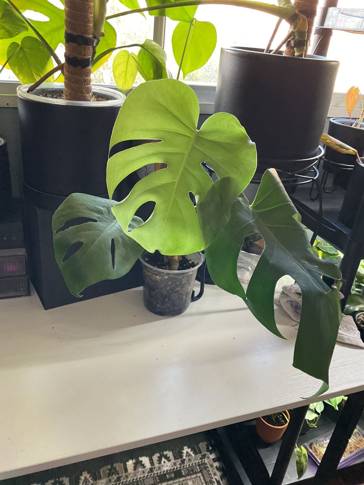 Monstera Deliciosa for Sale in Tempe, AZ - OfferUp