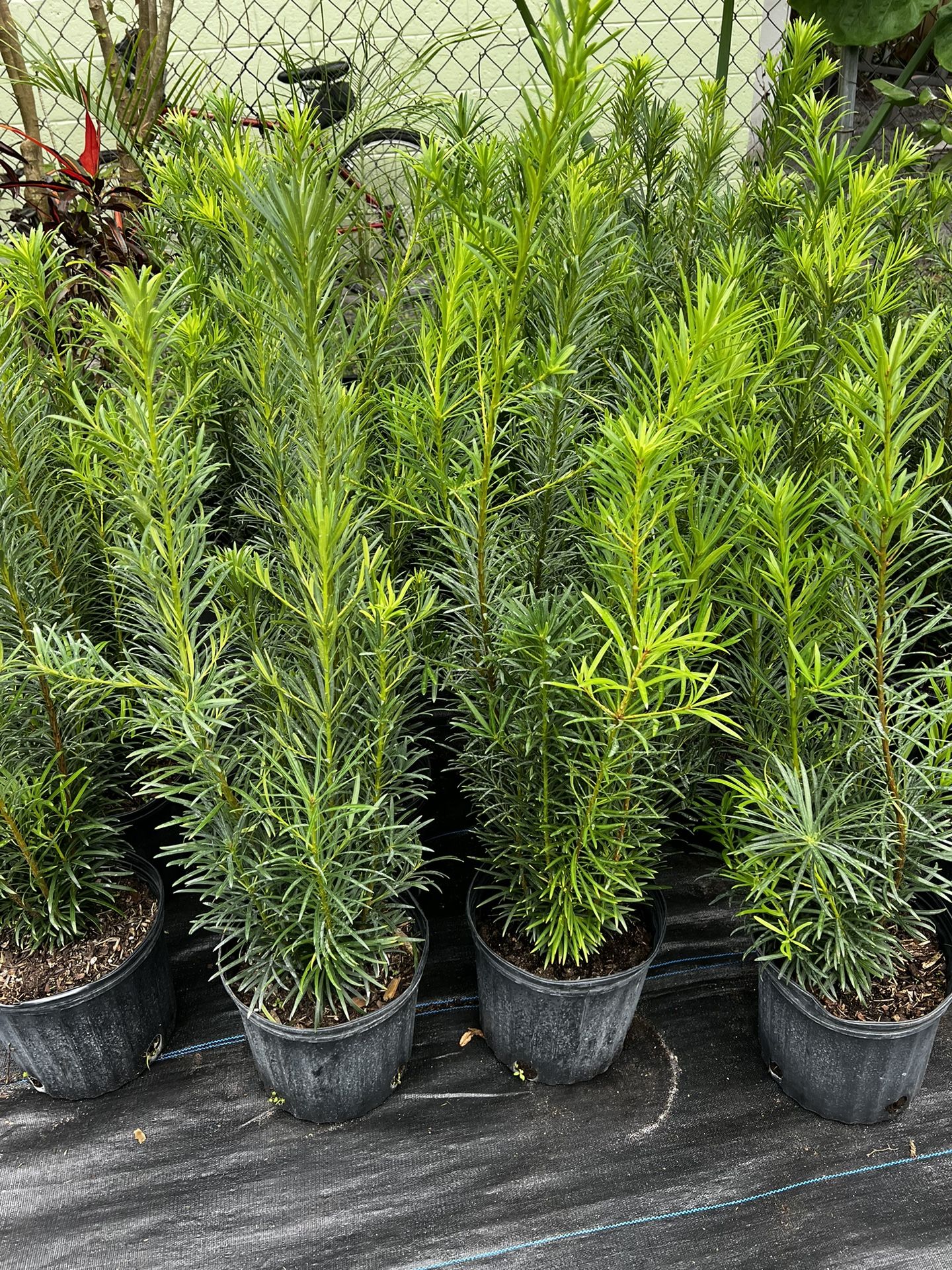 PODOCARPUS PLANT (Amazing Hedging, Privacy, Garden Back drop etc.) for ...