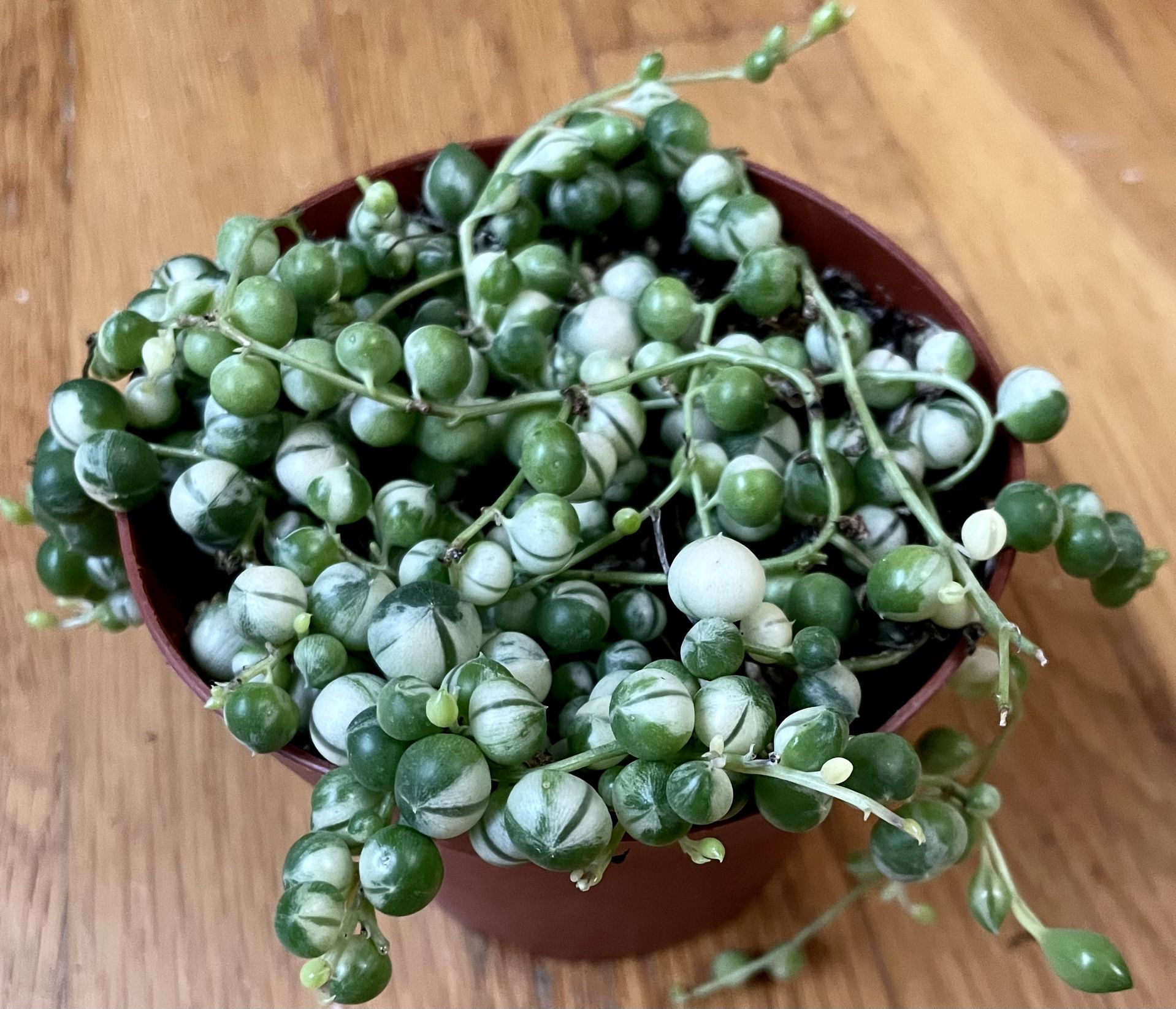 Rare Variegated String of Pearls Plant / Free Local Delivery for Sale ...