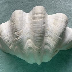 Giant Ruffled Clam Shell