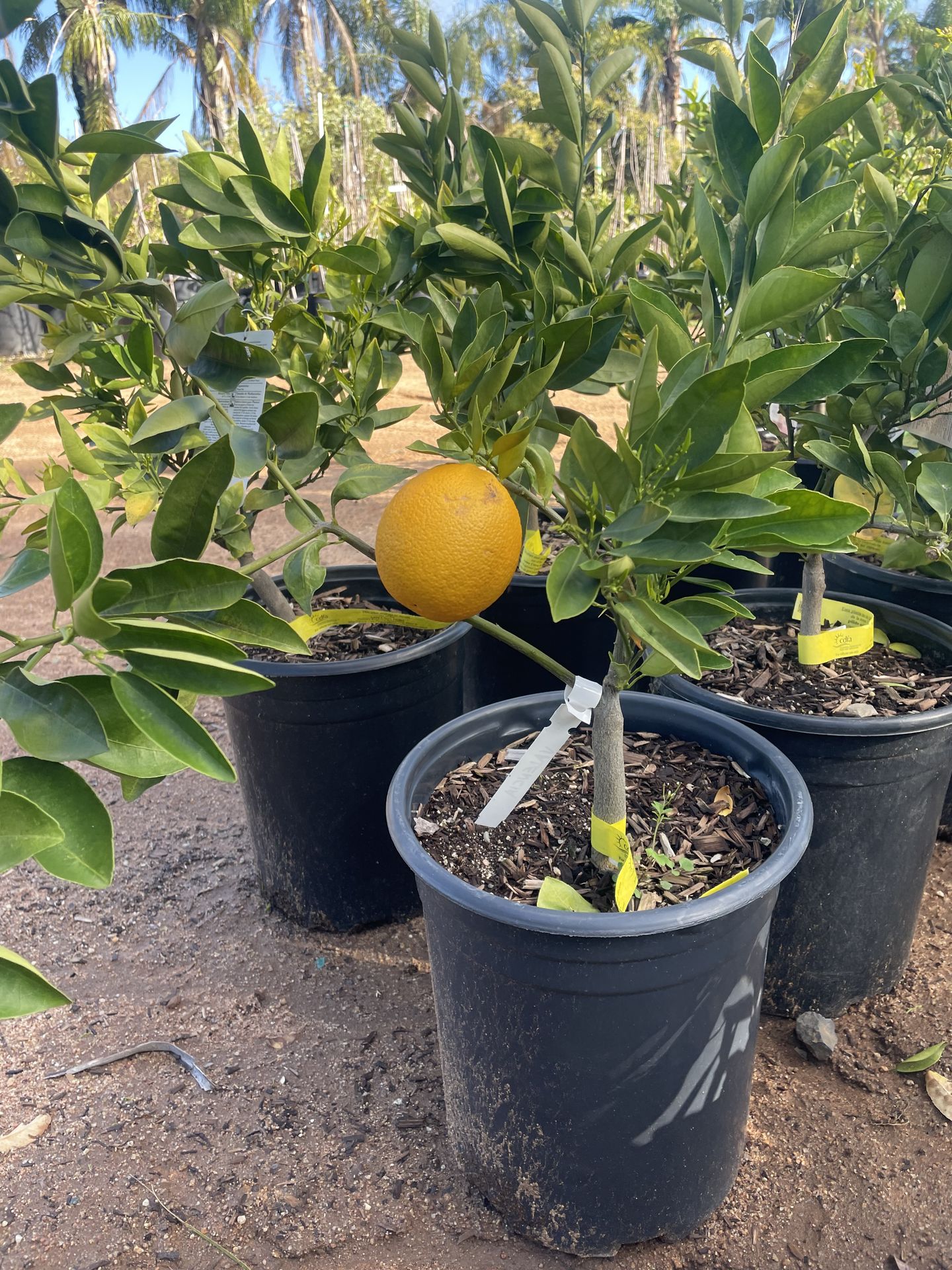 5 Gallon size - Fruiting Age - Citrus Trees for Sale in Winchester, CA ...