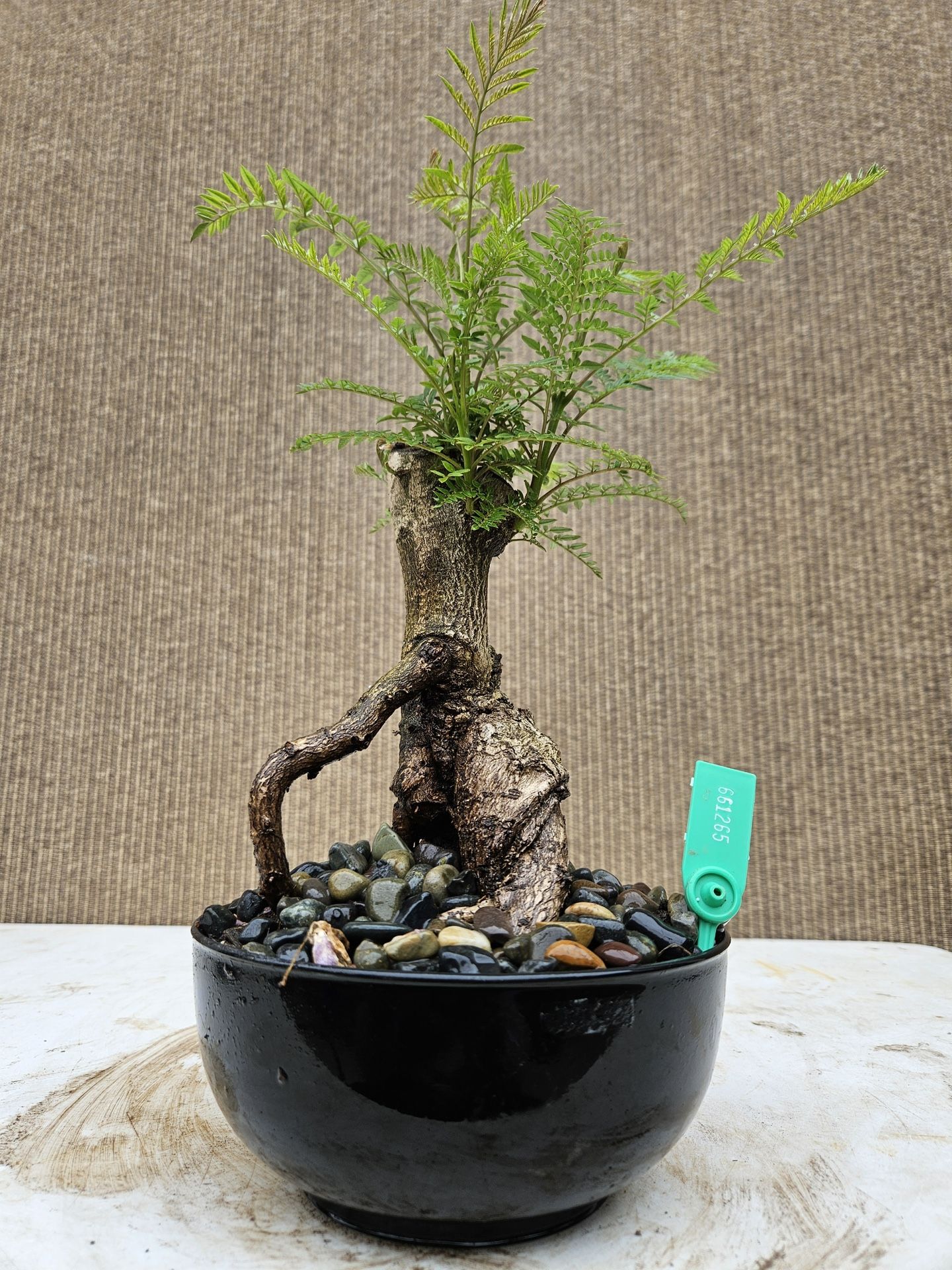 Old Blue Jacaranda Bonsai Tree for Sale in Westminster, CA - OfferUp