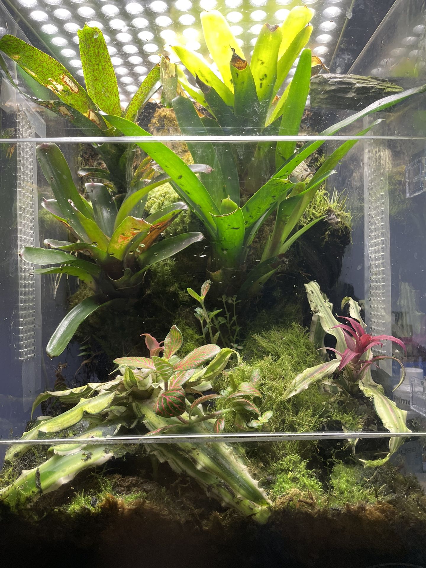 Dart Frog Plants