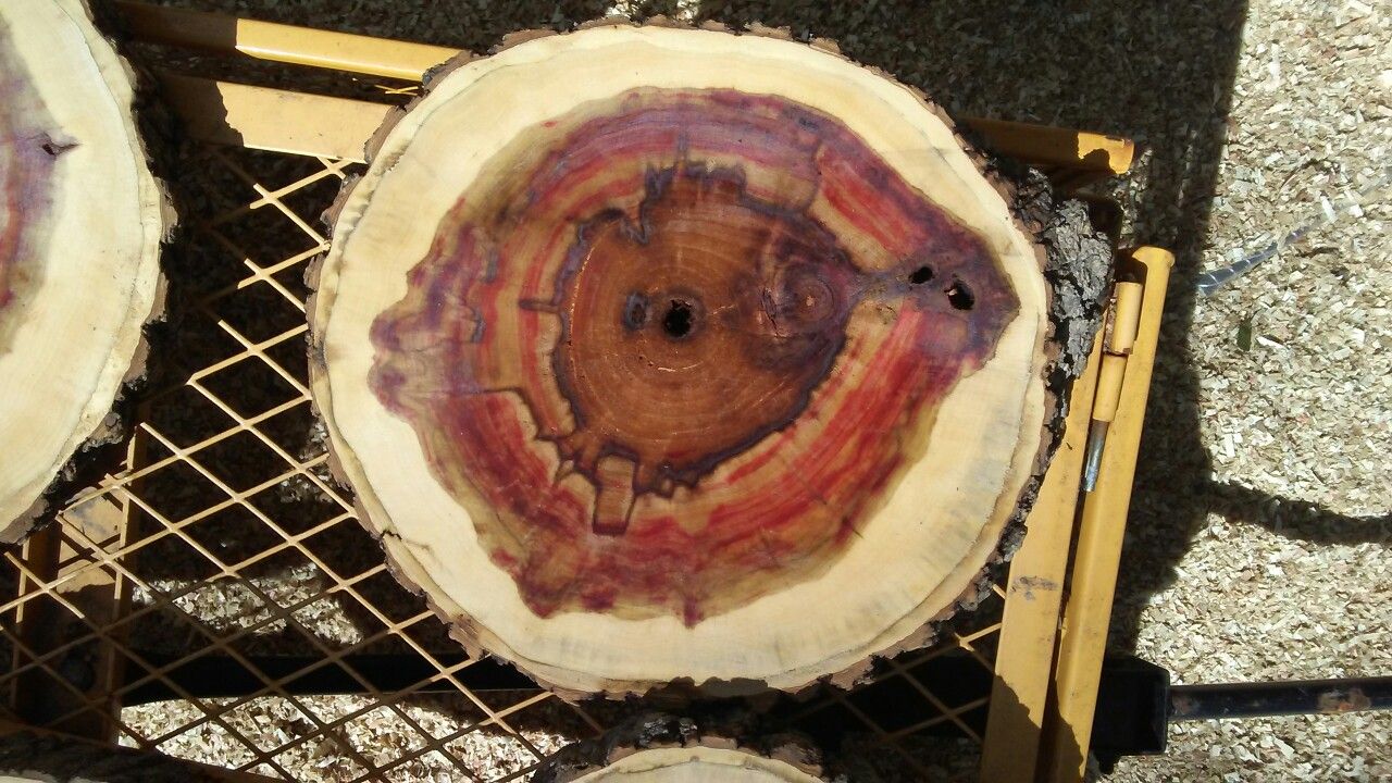 Unique Large Tree Slices, Live Bark Edge Wood Rounds for Sale in CEDAR ...