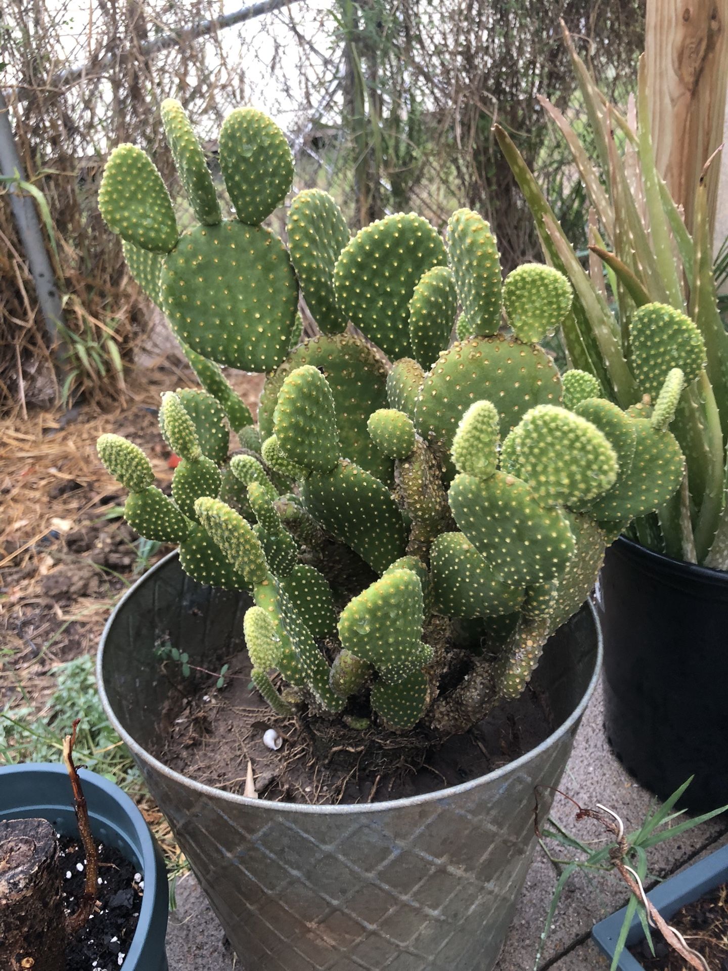 Angel wing cactus for Sale in Donna, TX - OfferUp