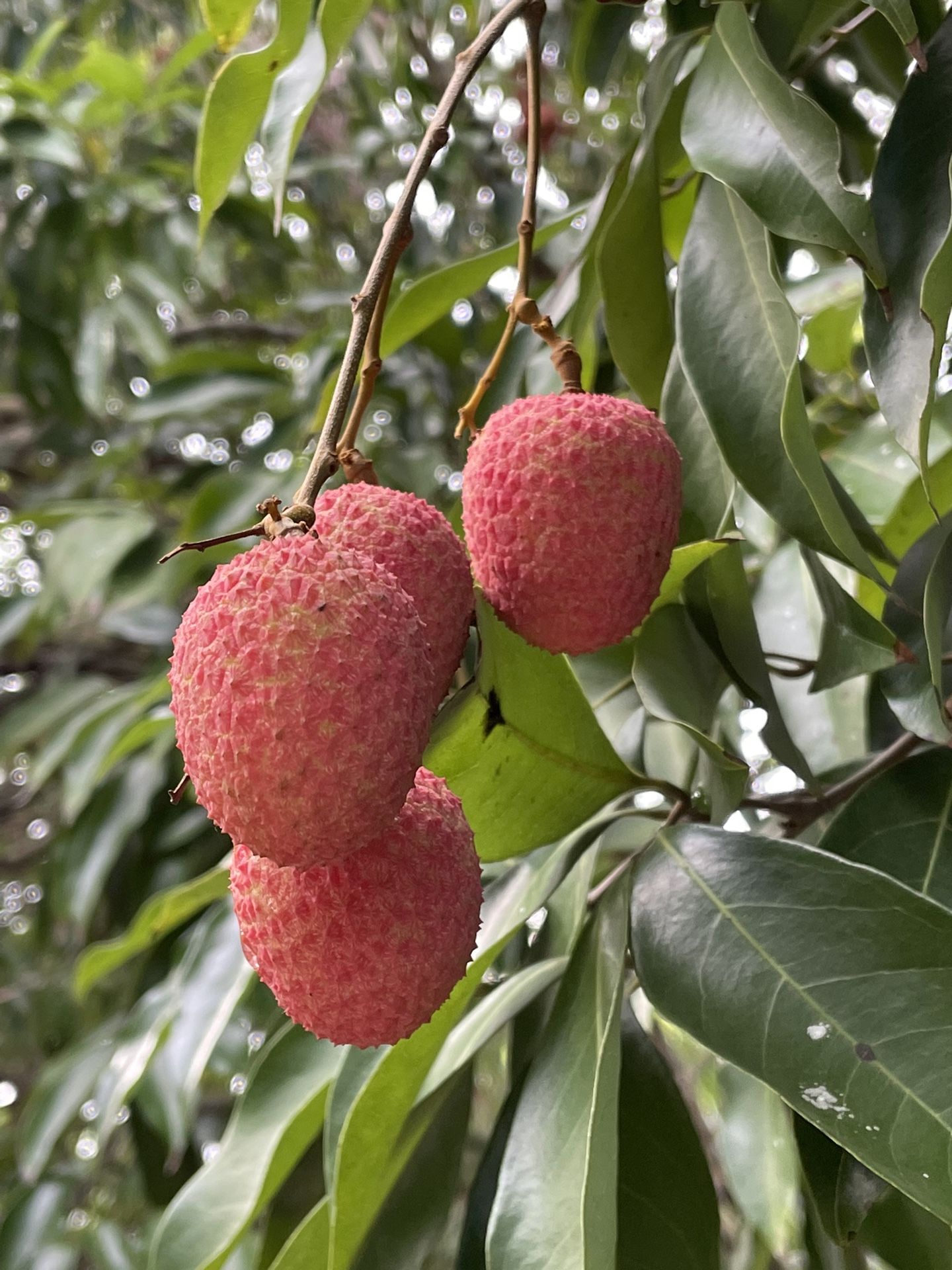 Fresh Lychee for Sale in Homestead, FL - OfferUp