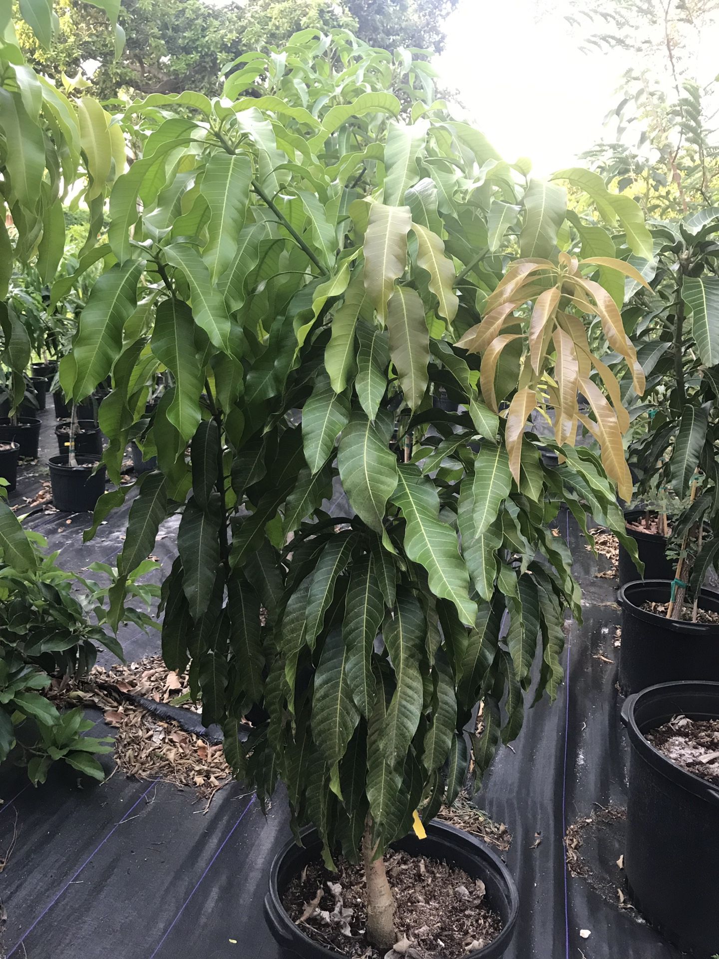 Gorgeous Nam Doc Mai Filipino mango tree for Sale in Miami, FL - OfferUp