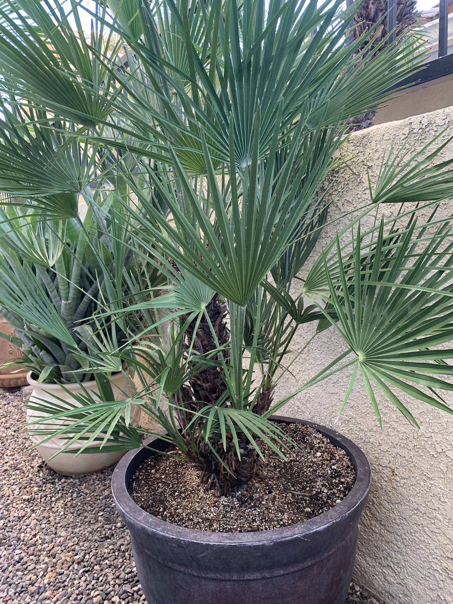 Large Fan Palm In Pot for Sale in Yorba Linda, CA - OfferUp