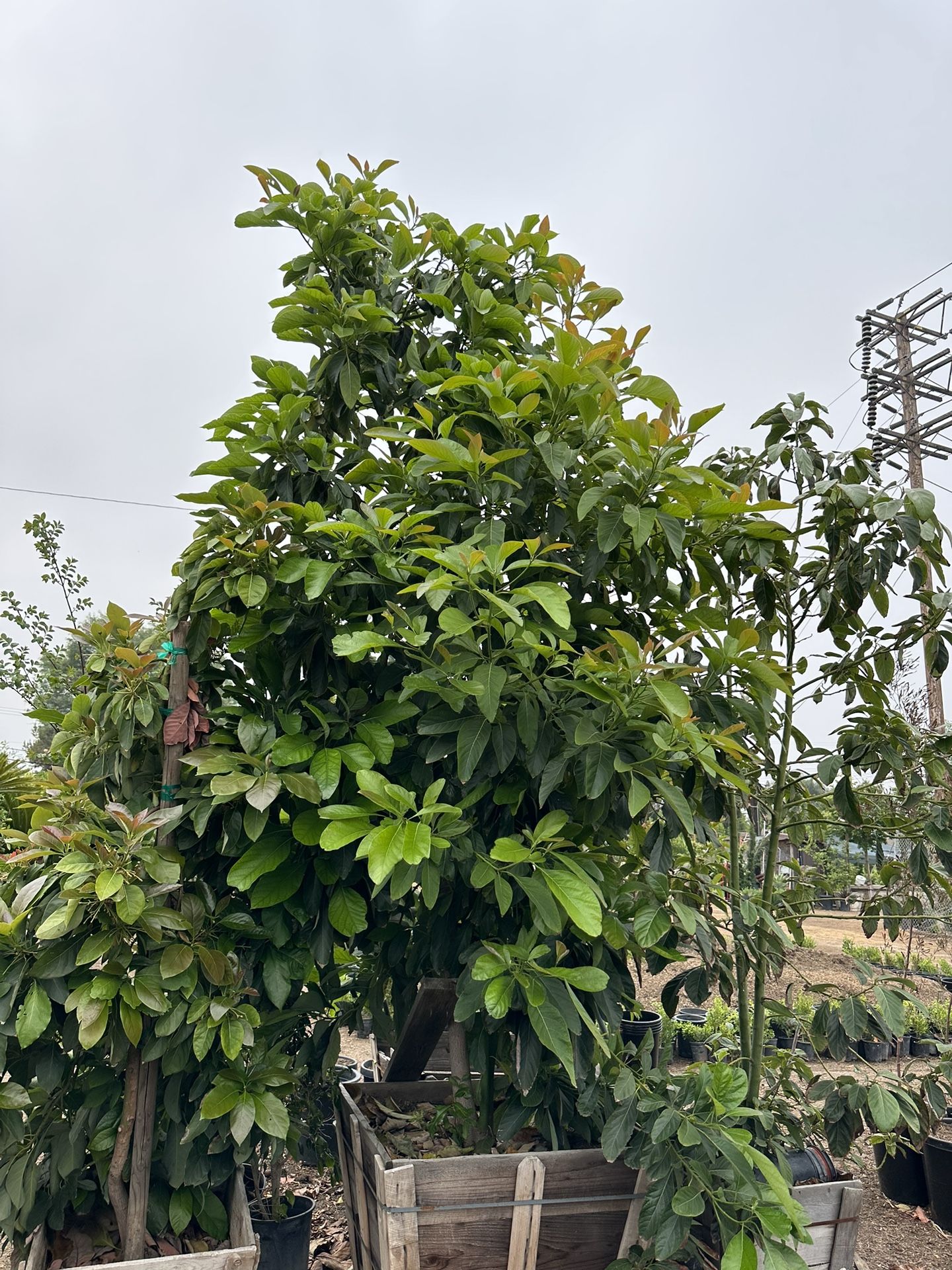 Huge Hass Avocado Tree for Sale in City Of Industry, CA - OfferUp