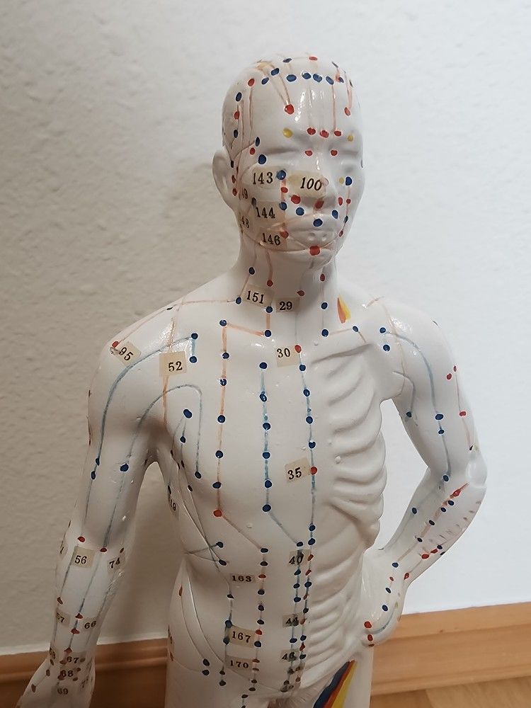 Acupuncture Point Human Body Model for Sale in Milton, WA - OfferUp