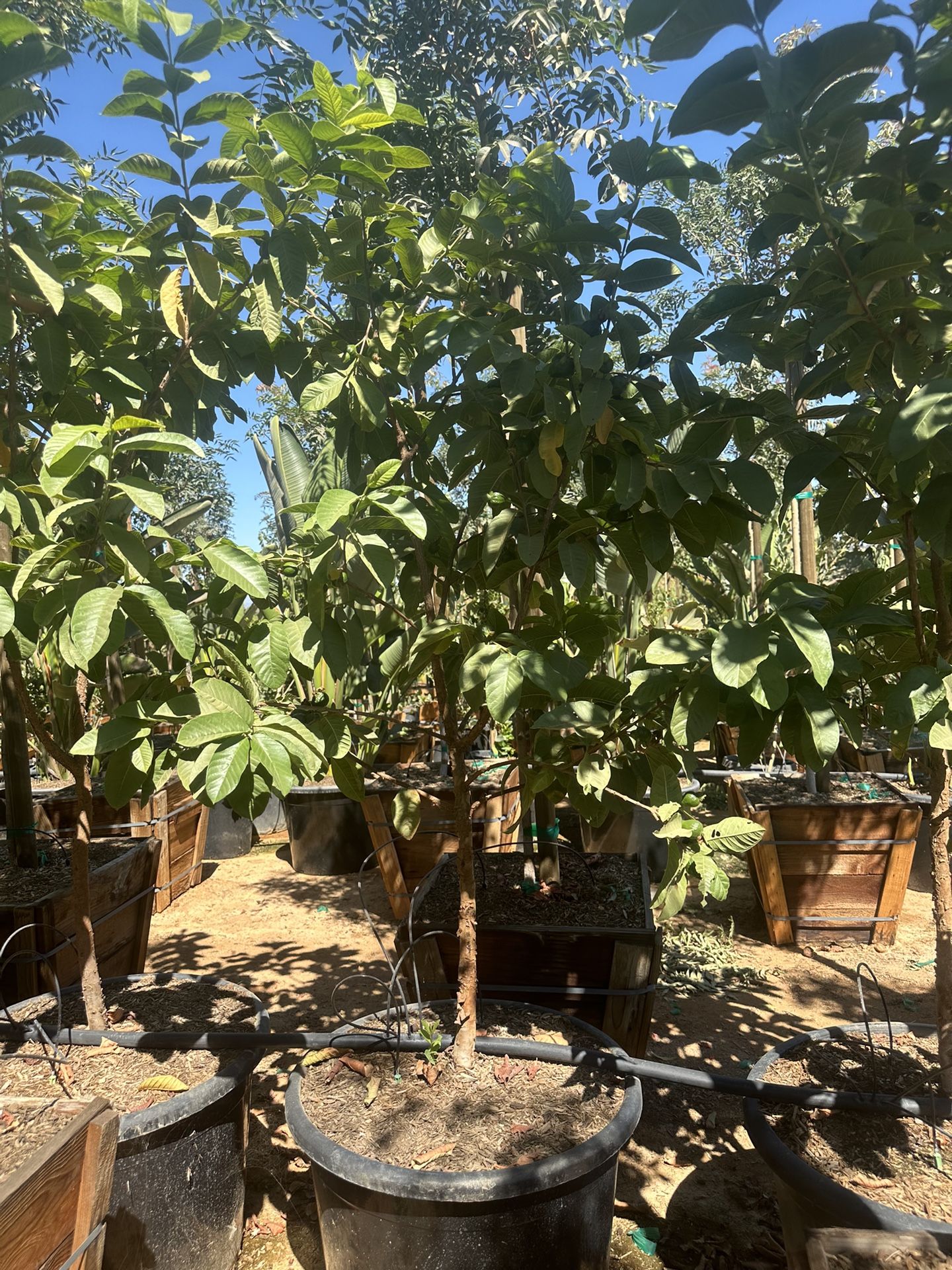 Vietnamese Giant Guava Tree Guava (Cây ổi) GreenLife By Shamus