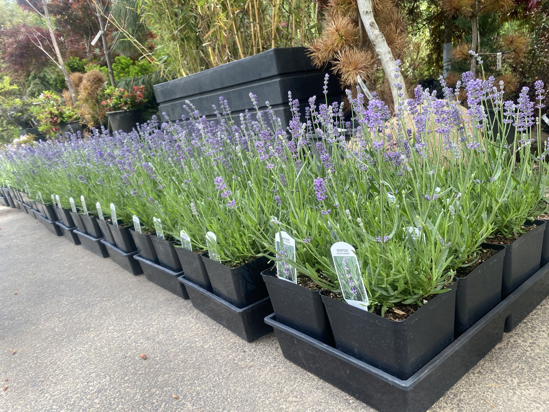 Take A Look About Munstead Lavender Plants For Sale