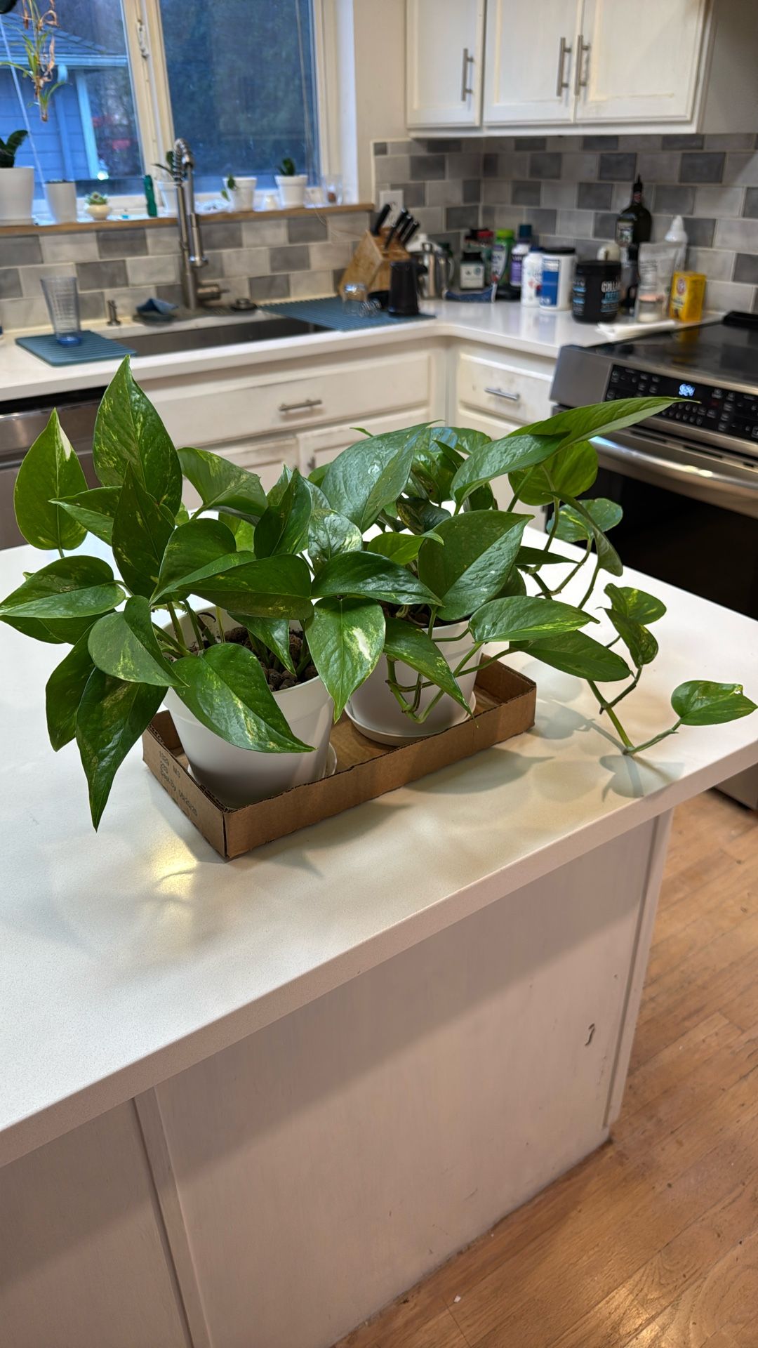 Healthy Pothos Plants – Set of 2 | White 6” Pots | Easy-Care Indoor ...