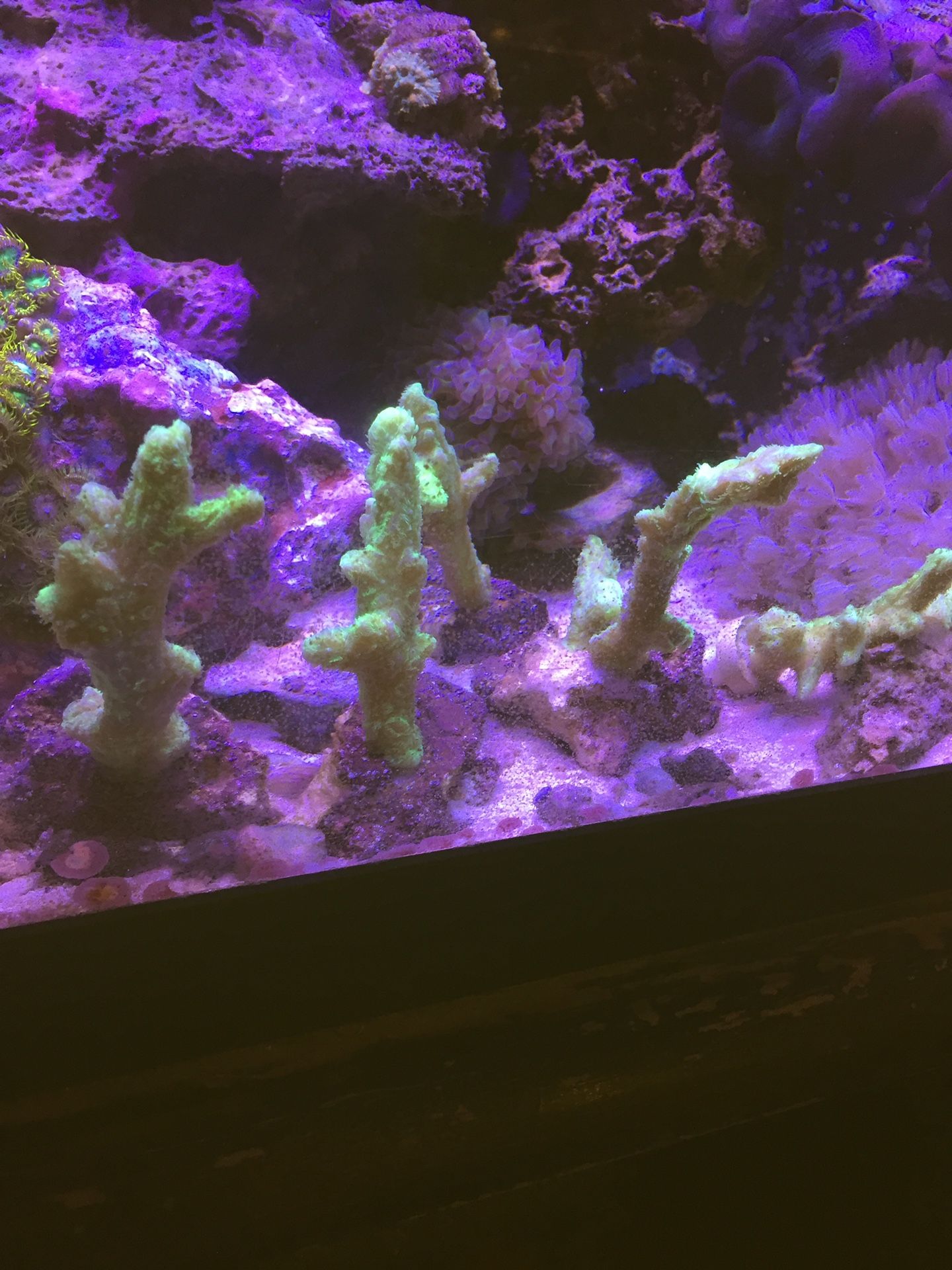 hydnophora or horn coral frags for Sale in Tamarac, FL - OfferUp