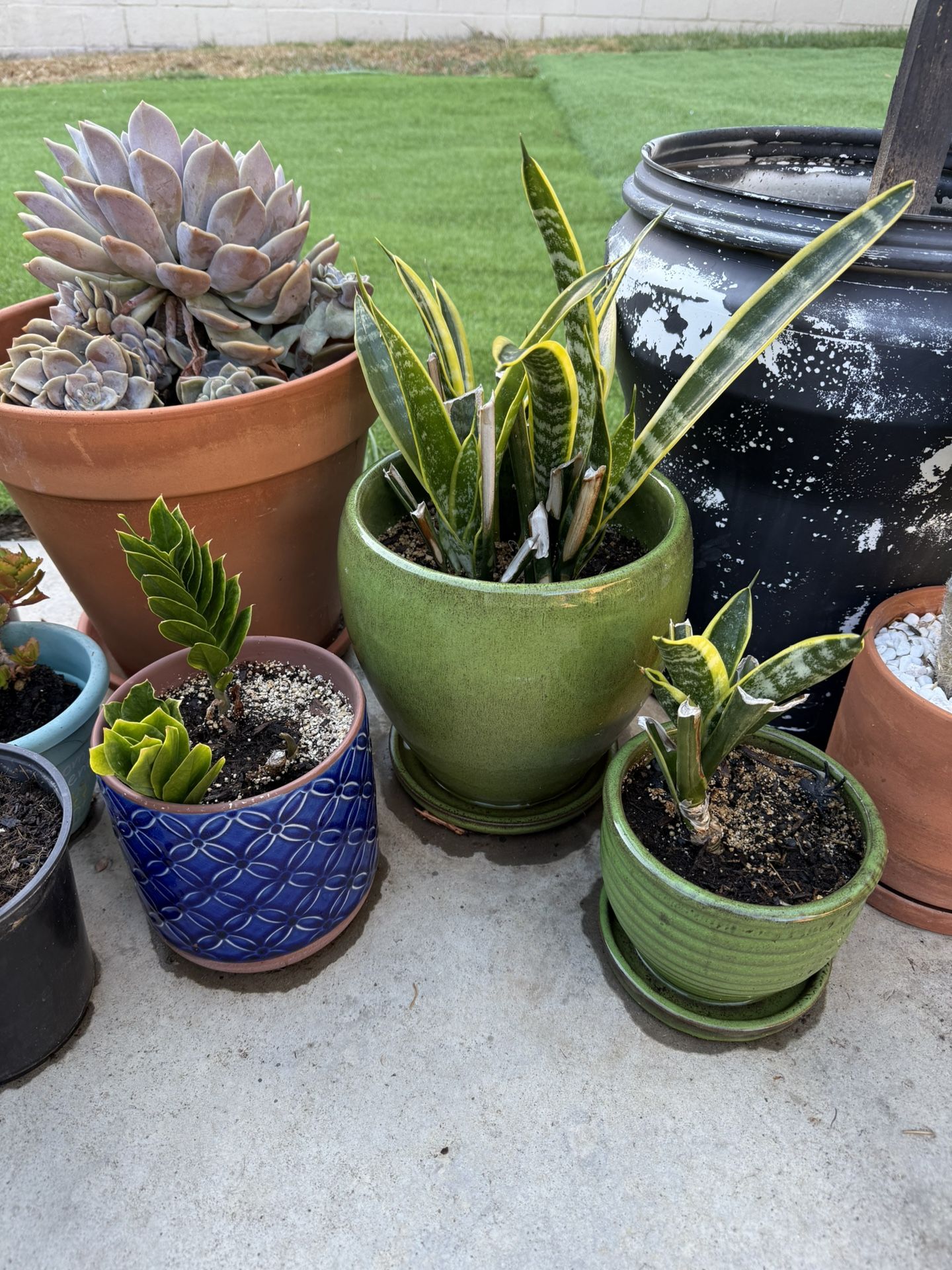PENDING PICKUP - Free - Potted Plants & Pot for Sale in San Diego, CA ...