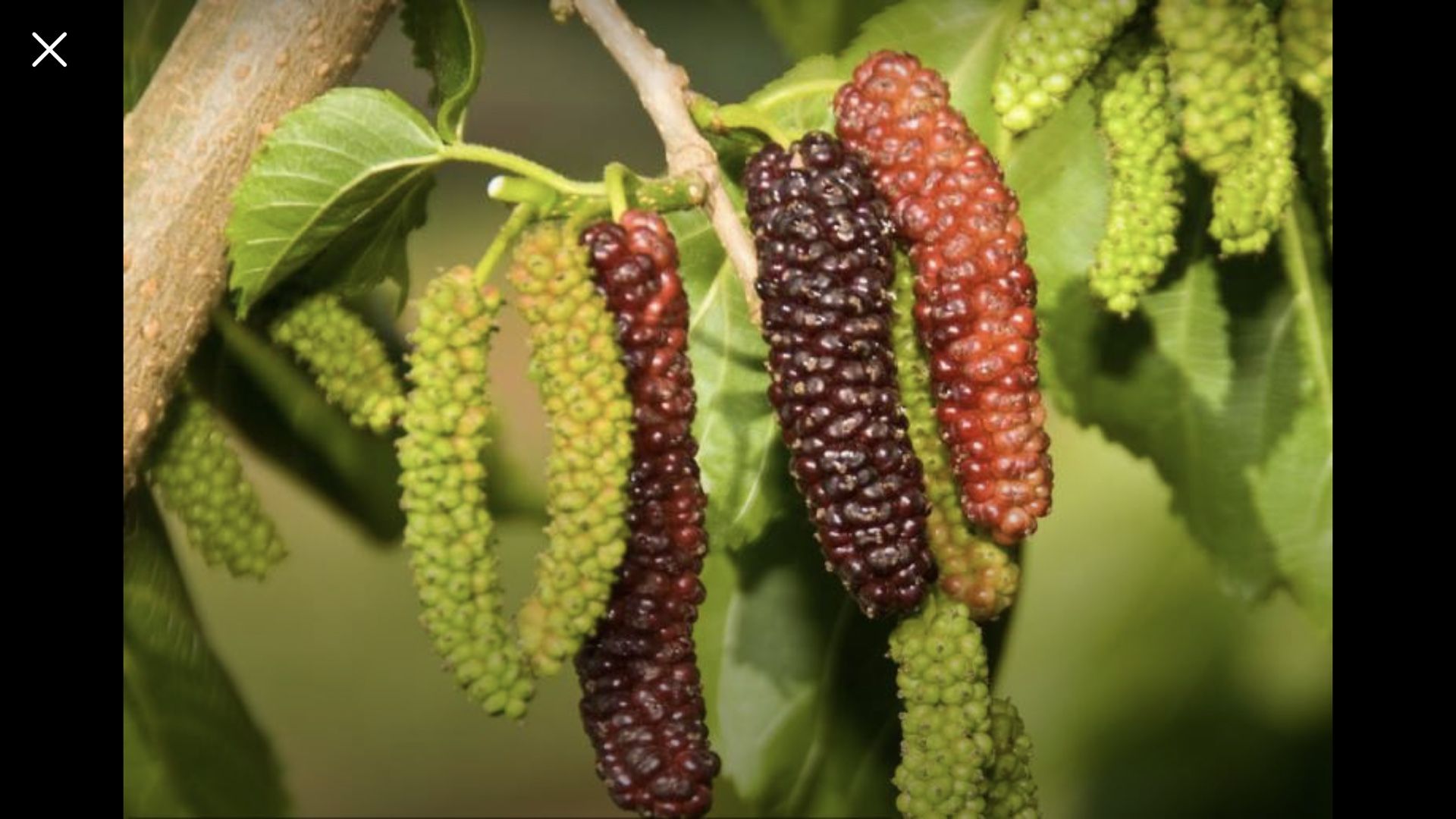 Pakistan Mulberry Trees!!! for Sale in Des Moines, WA - OfferUp