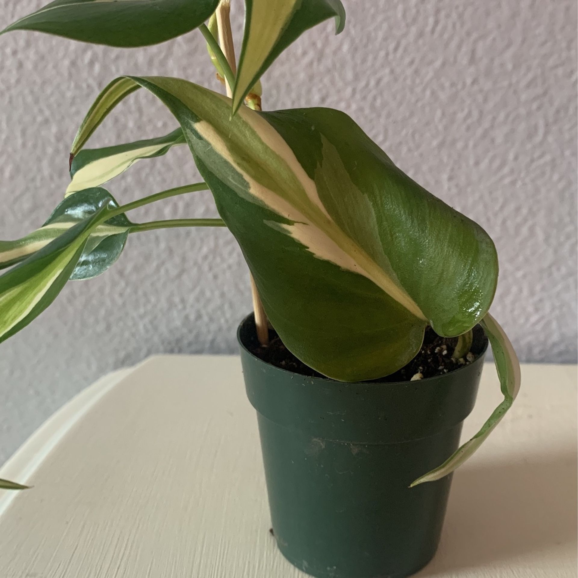 Philodendron Rio-Rare for Sale in Mukilteo, WA - OfferUp