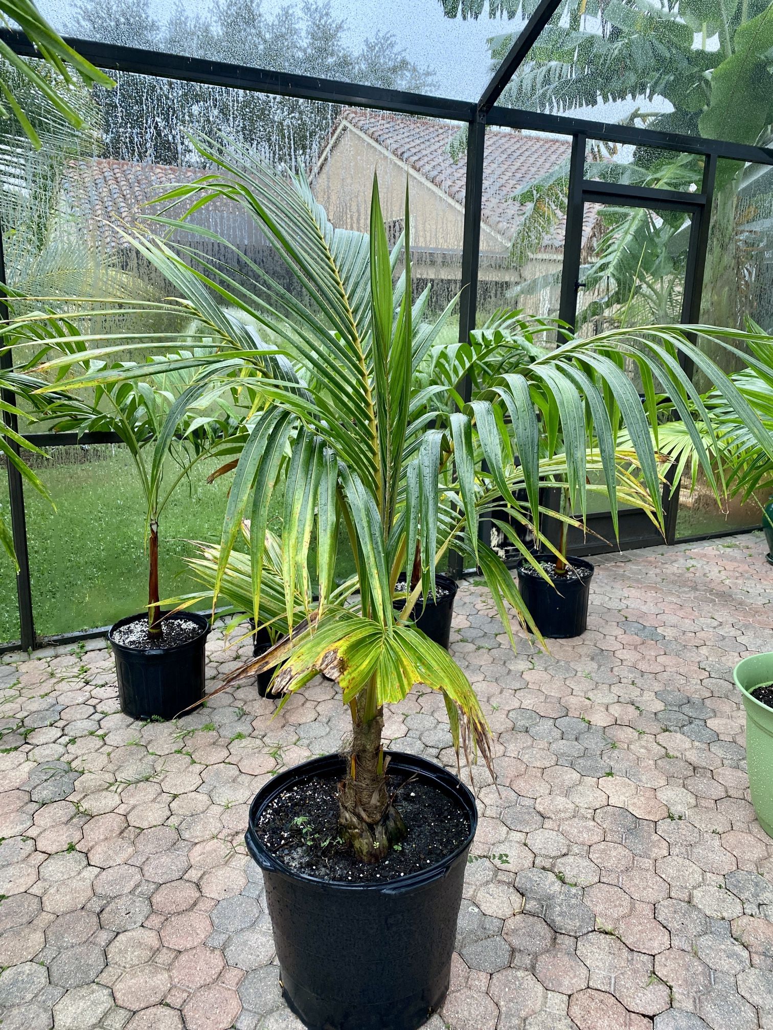 Fiji Dwarf (Niu Leka) Coconut Palm (15g) for Sale in Fort Lauderdale ...