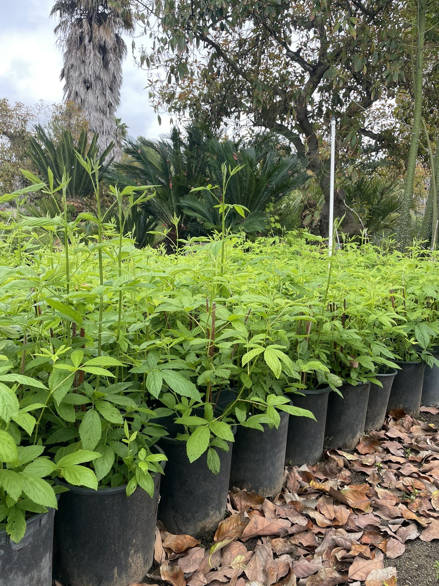 Blackberry Plants- Olallieberry Plants- Raspberry Plants- Grape Vines ...