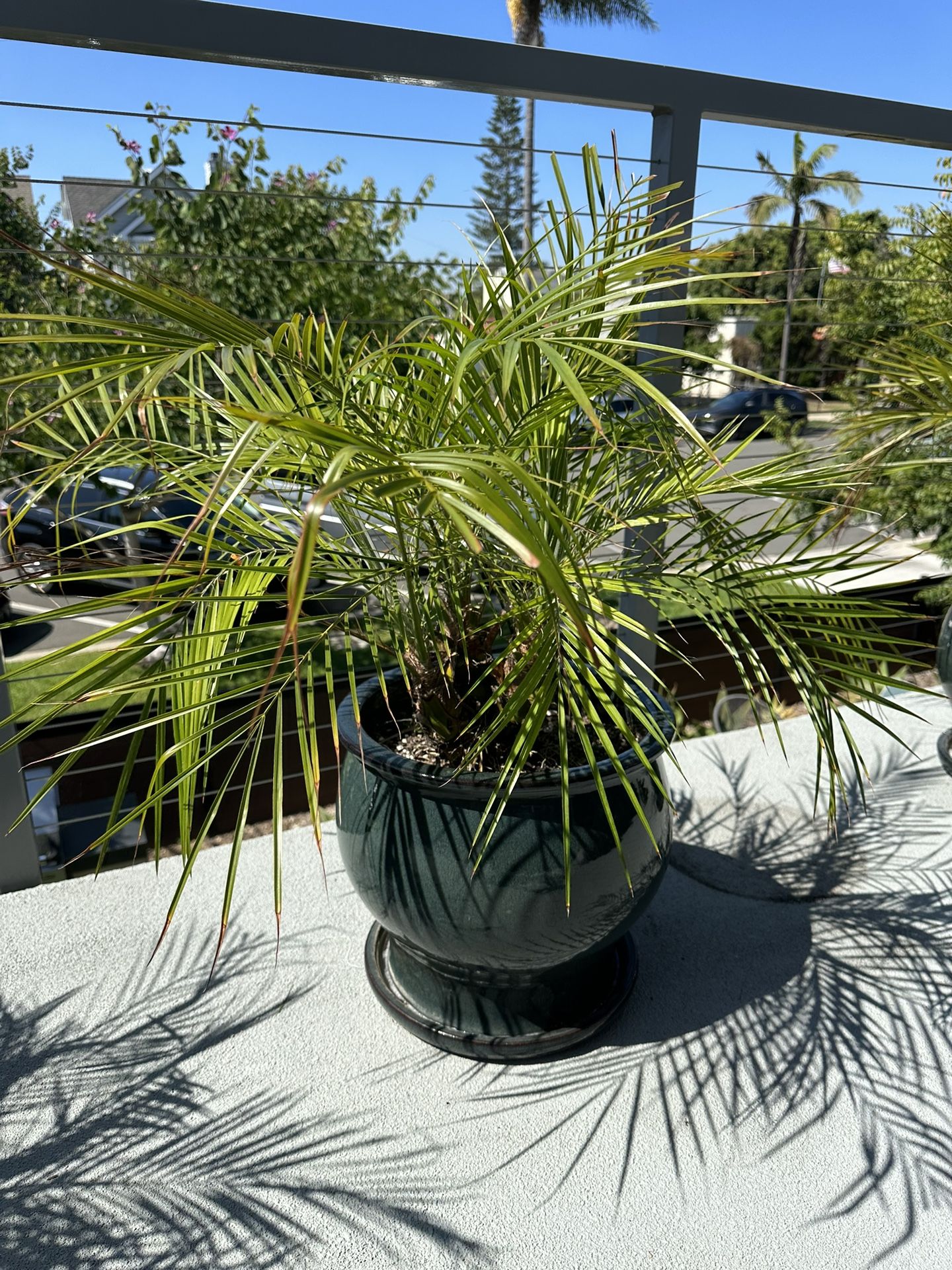 Trio of Pygmy Date Palms in 14" Dark Green Planters for Sale in ...
