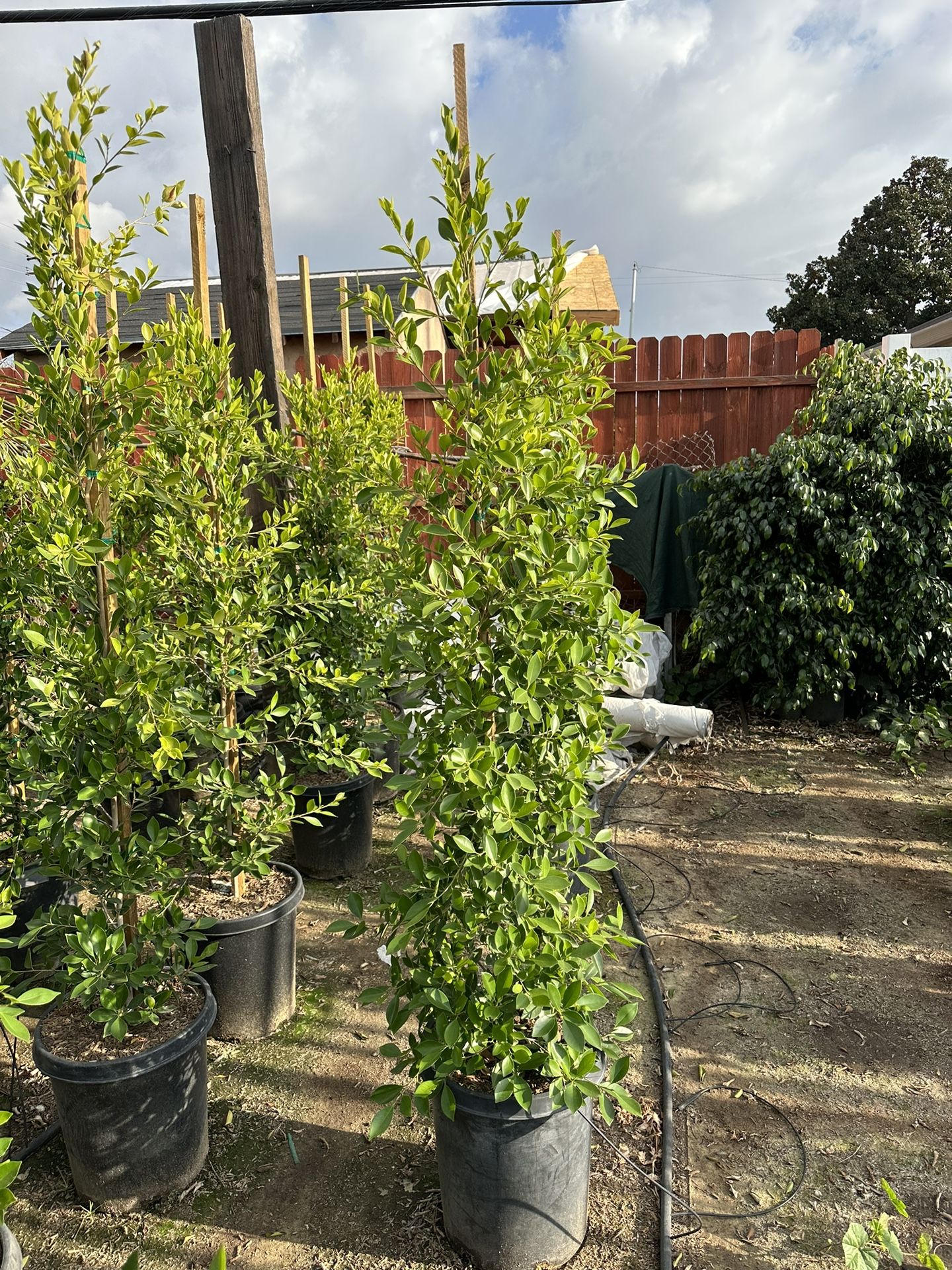 Ficus Nitida Privacy Hedge for Sale in City Of Industry, CA - OfferUp