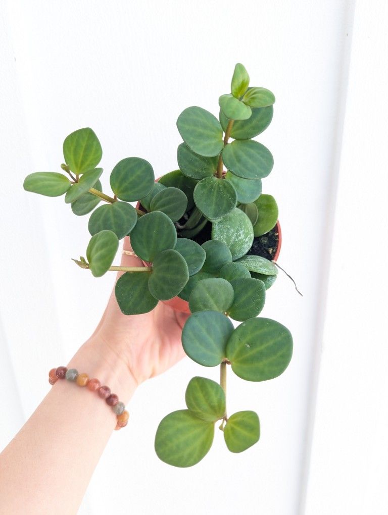 Pepperomia Hope Plant 4" Pot - Indoor House Plants for Sale in San ...