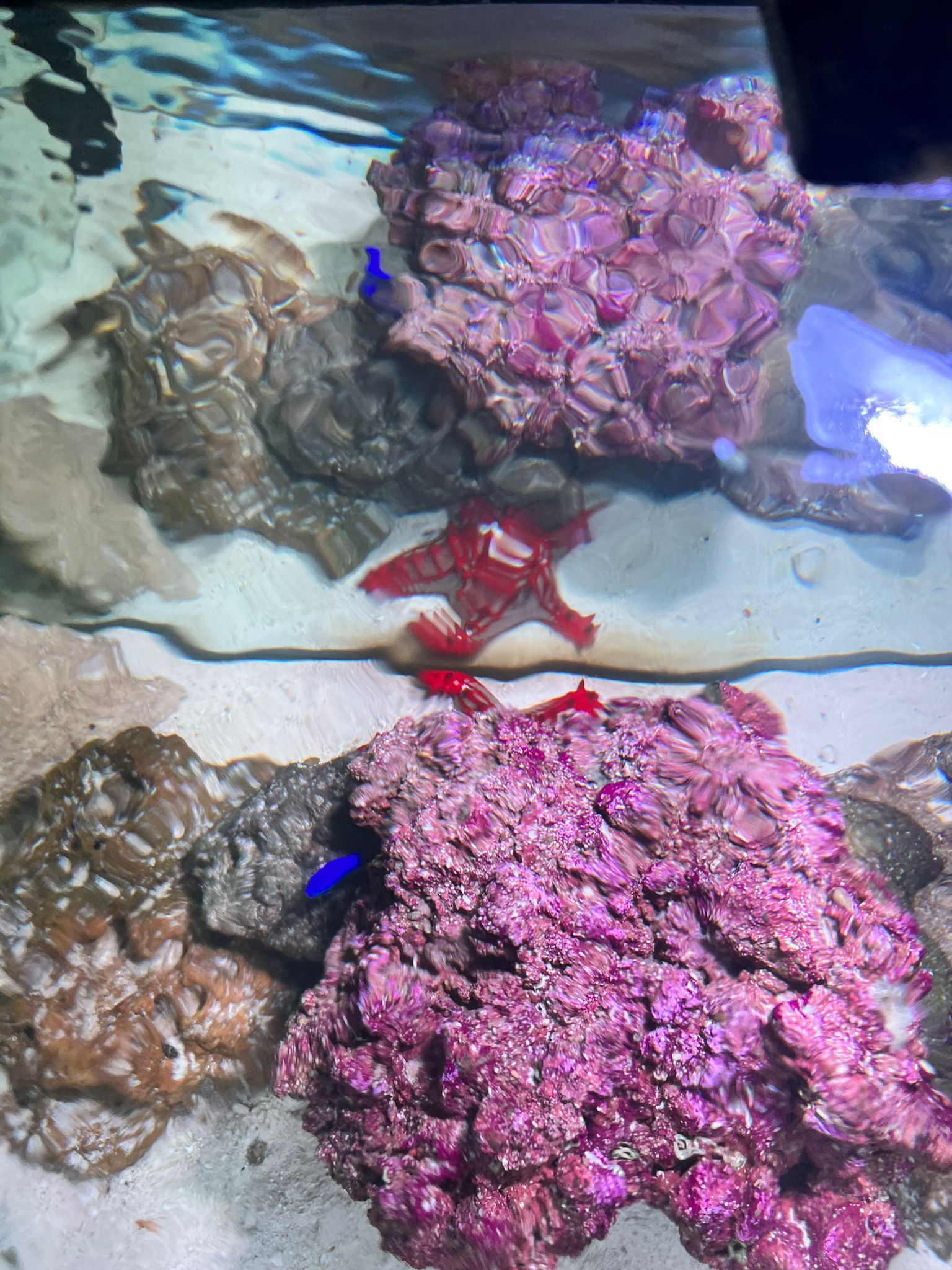 fish and 30 gallon fish tank ( Peces Y Pecera De 30 Galones) for Sale ...