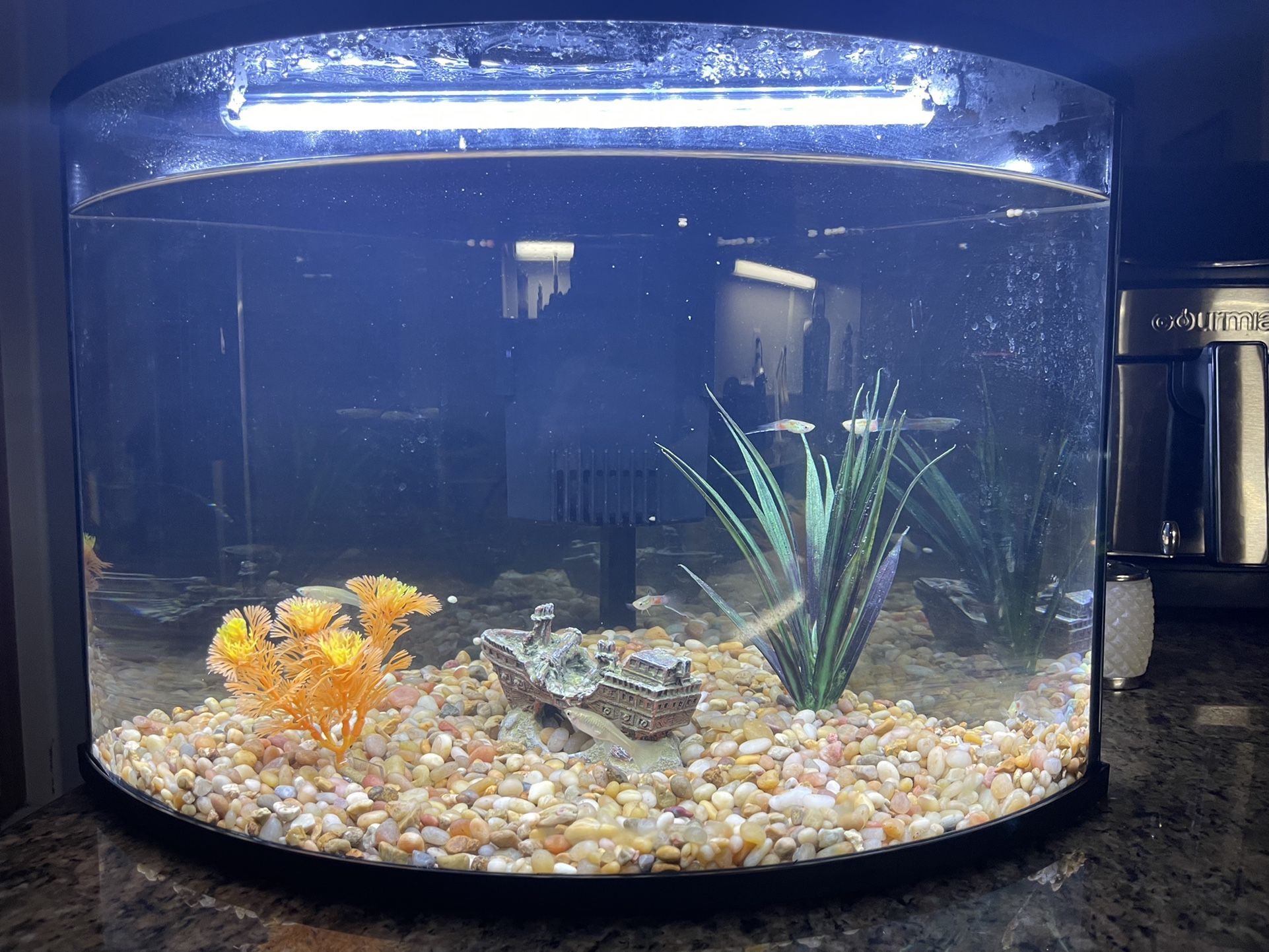 6 Gallon Corner Fish Tank Aquarium Complete Setup for Sale in Irvine ...