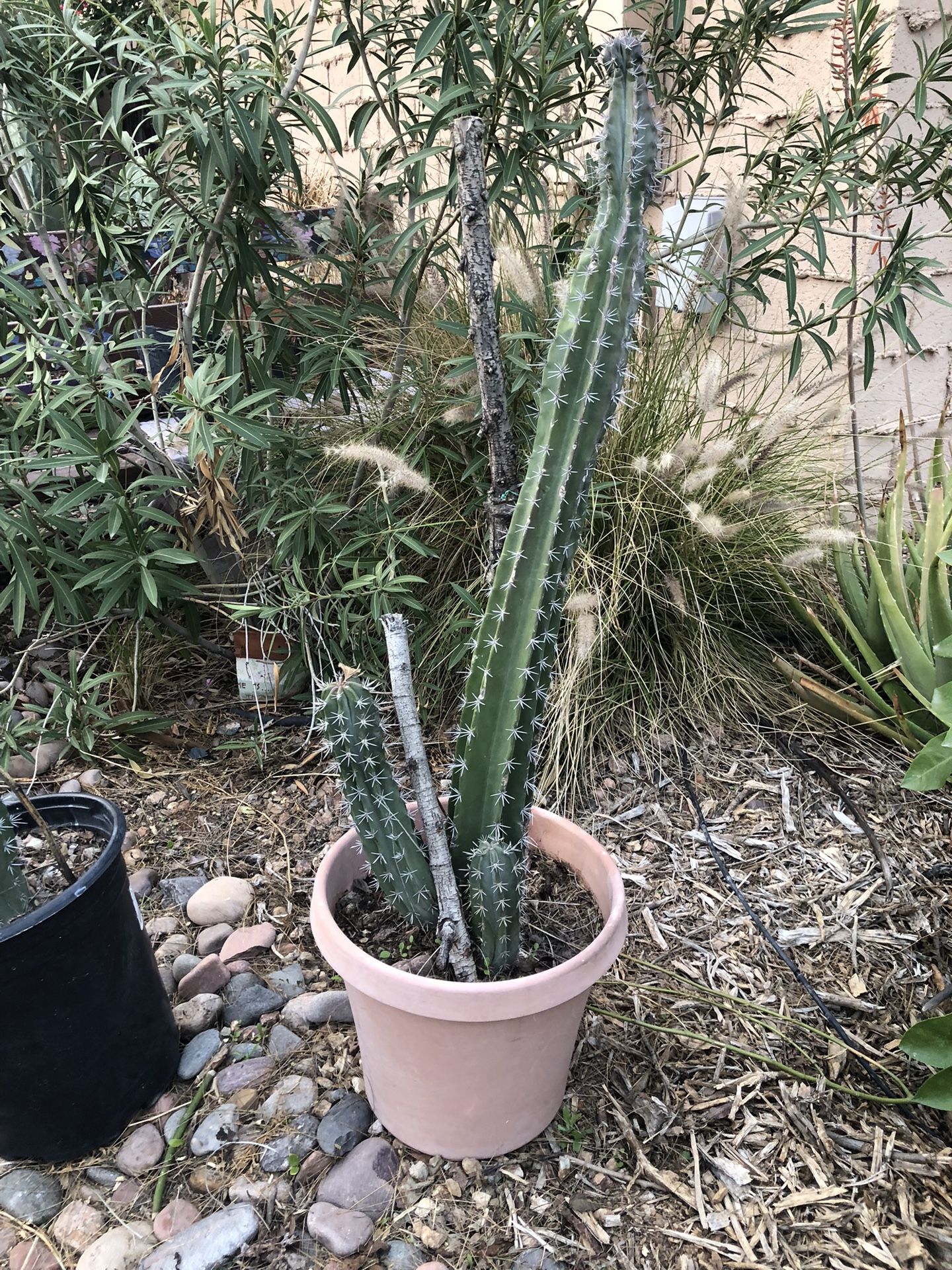 Stenocereus pruinosus, Gray Ghost Organ Pipe, Cactus for Sale in ...