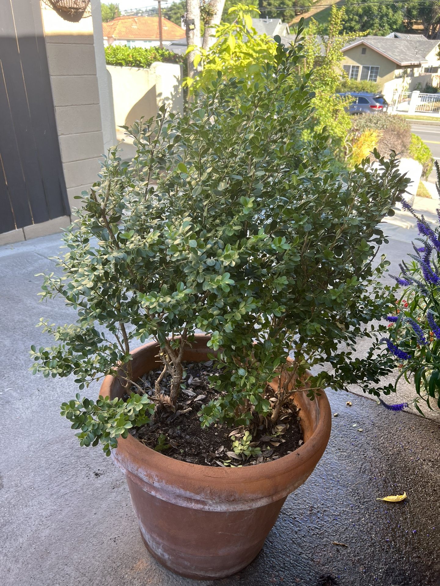 Boxwood Tree for Sale in Los Angeles, CA - OfferUp