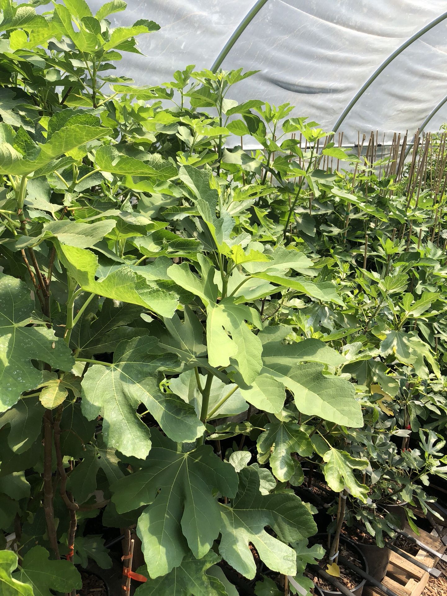 Fig Trees with Fruit on Them 5’ tall! for Sale in Seattle, WA - OfferUp