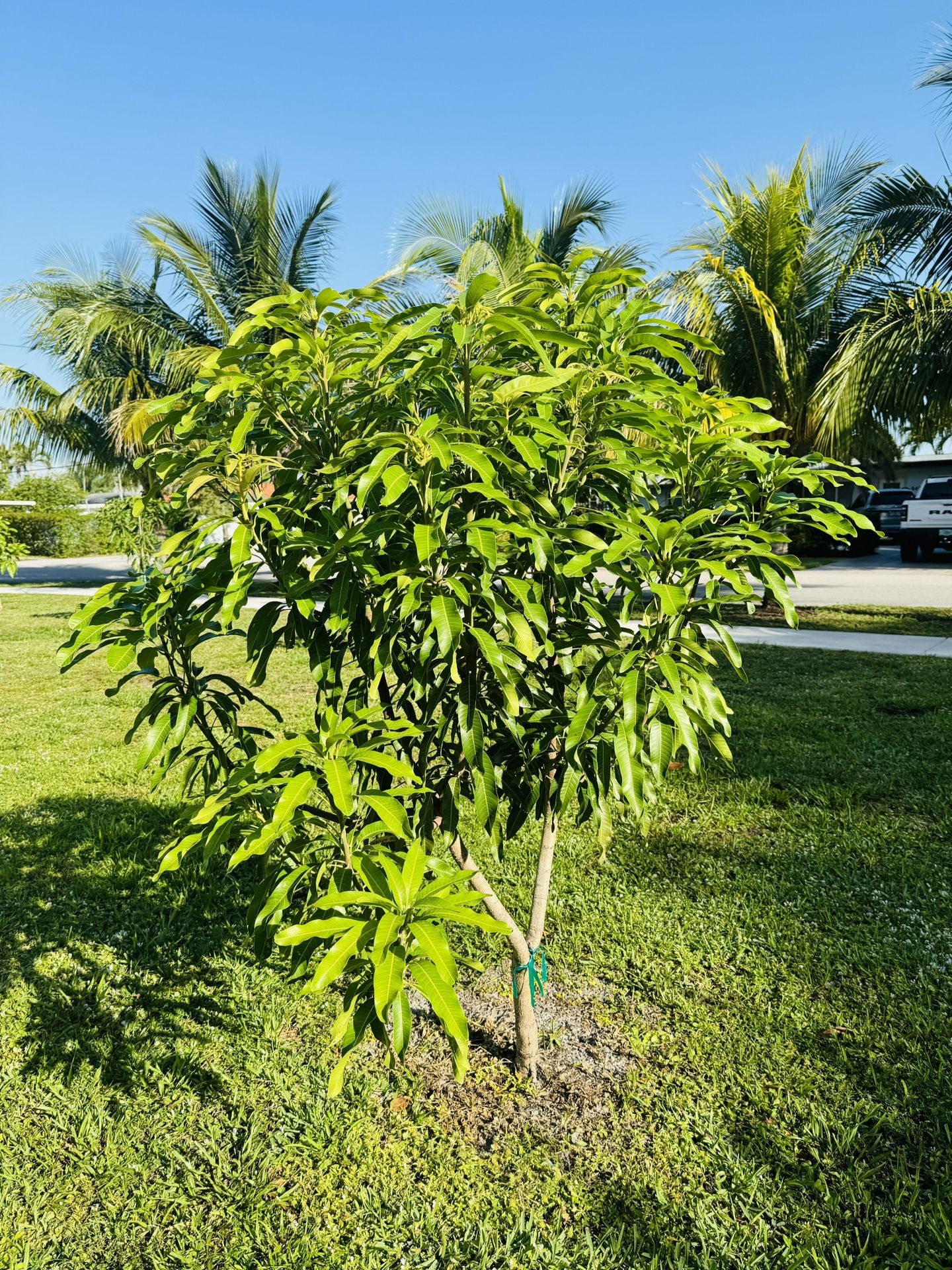 Orange Sherbet Mango Tree for Sale in Miami, FL - OfferUp