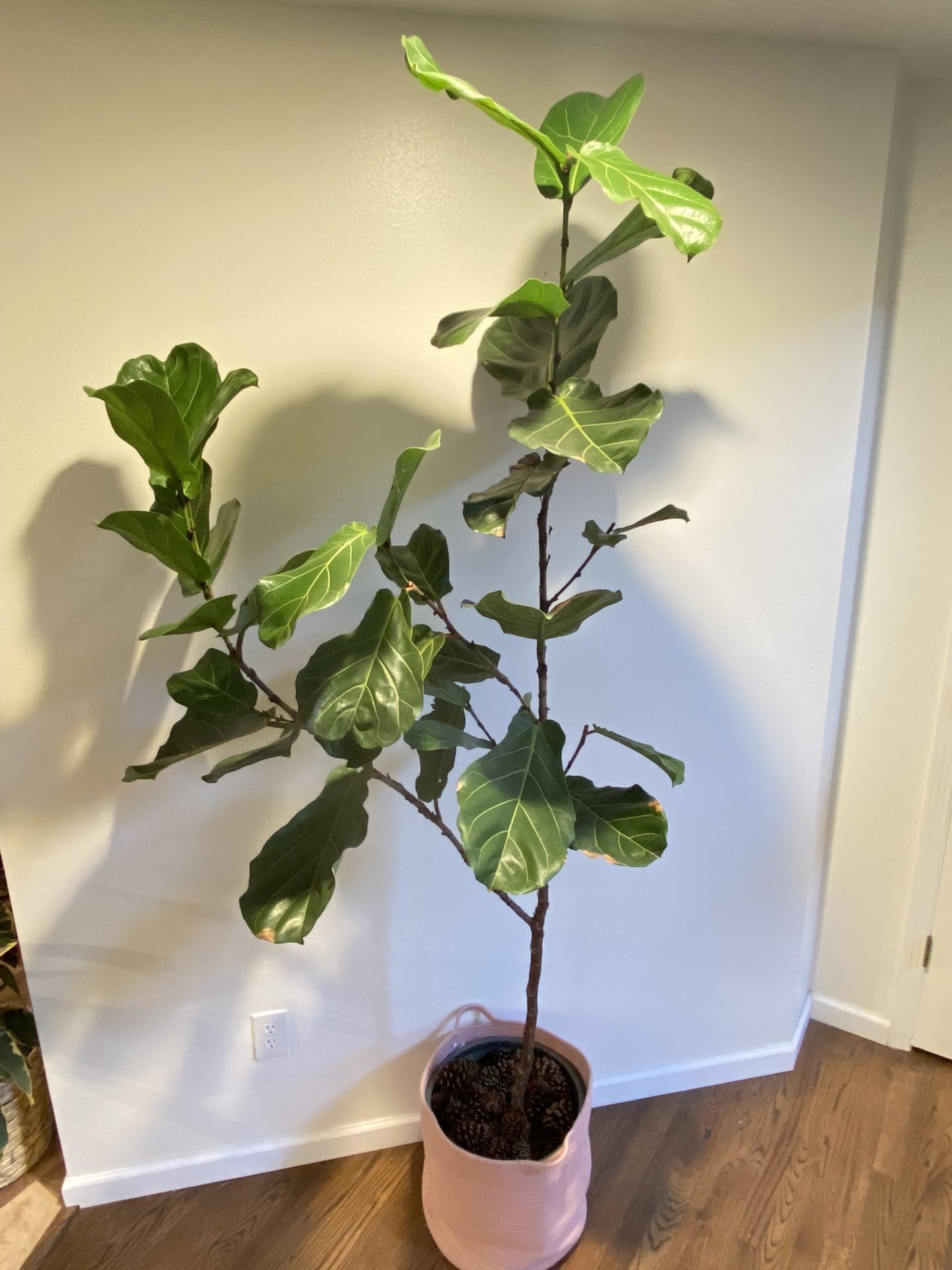 Houseplant 7.5 ft Tall Fiddle Leaf Fig Tree for Sale in Hillsboro, OR ...